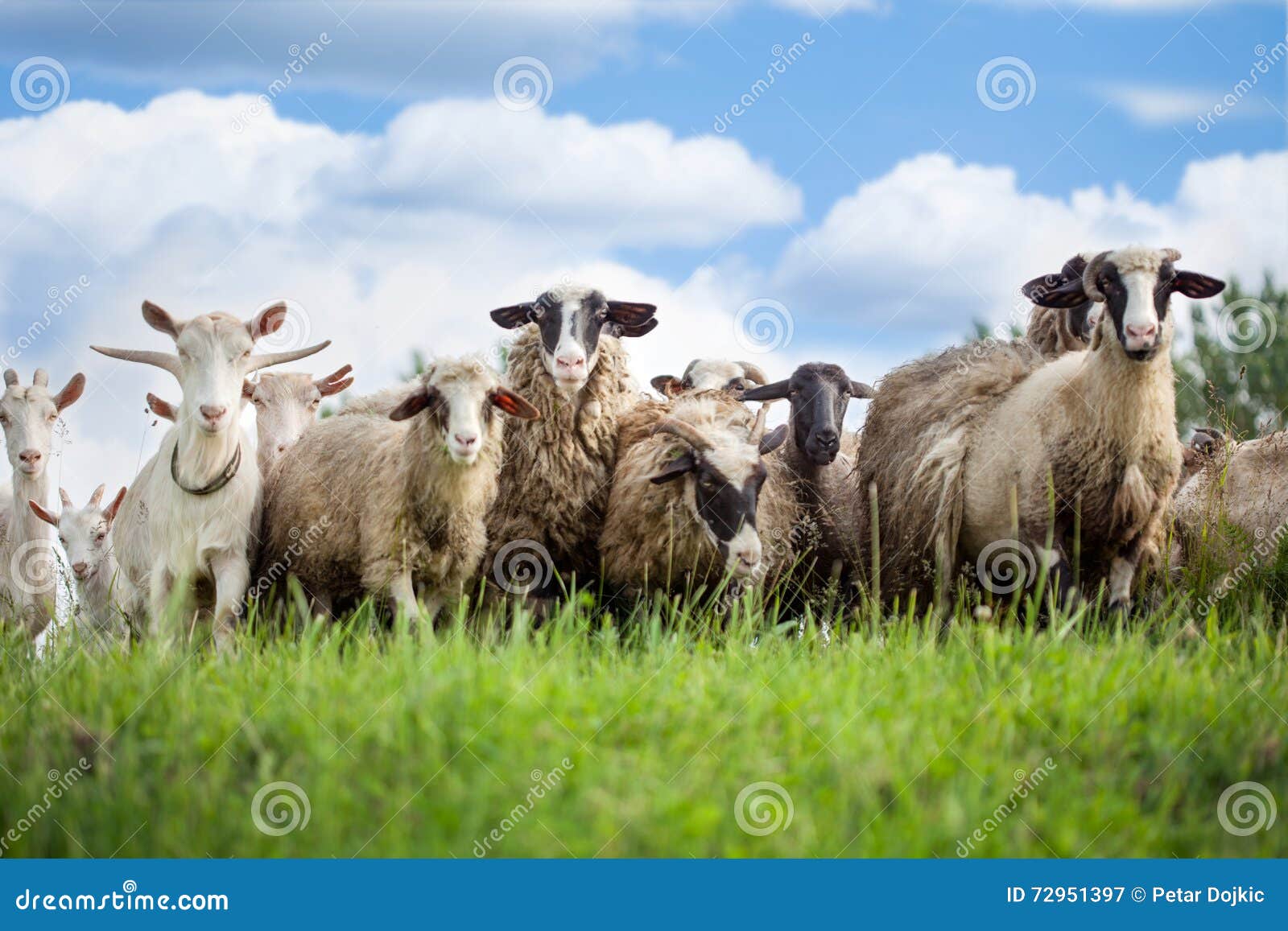 Flock of Sheep and Goat on Pasture in Nature Stock Image - Image of ...