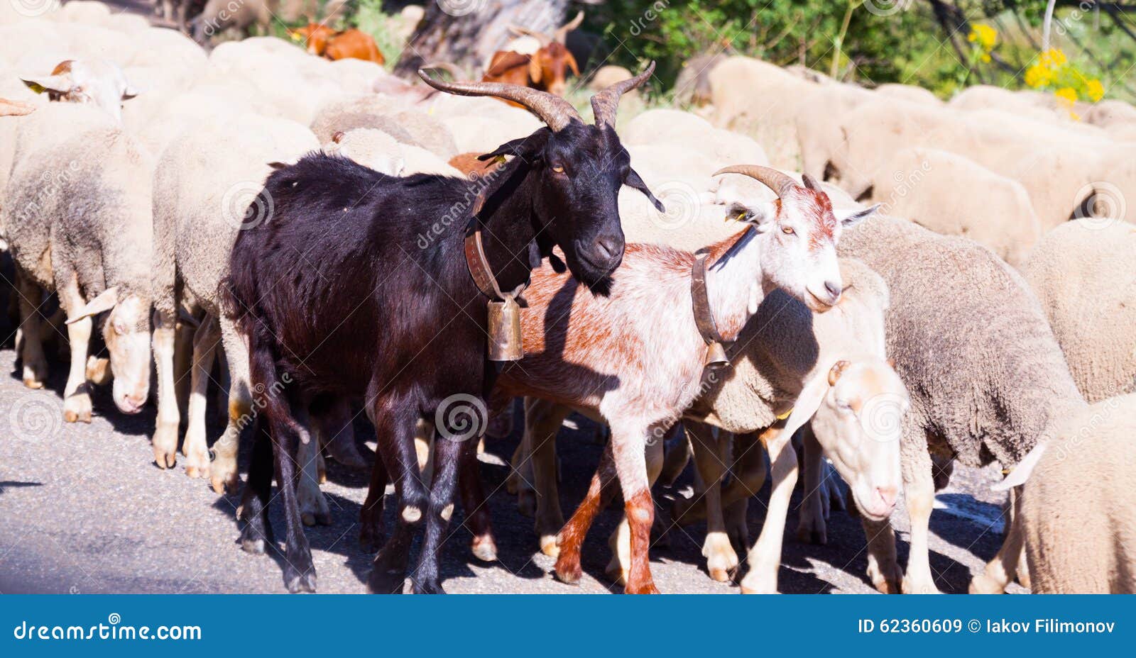 Flock of sheep and goat stock image. Image of fauna, flock - 62360609