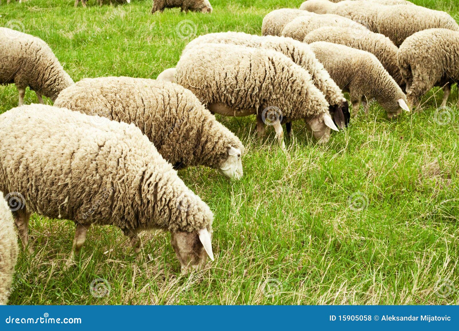 Flock of sheep grazing stock photo. Image of domesticated - 15905058