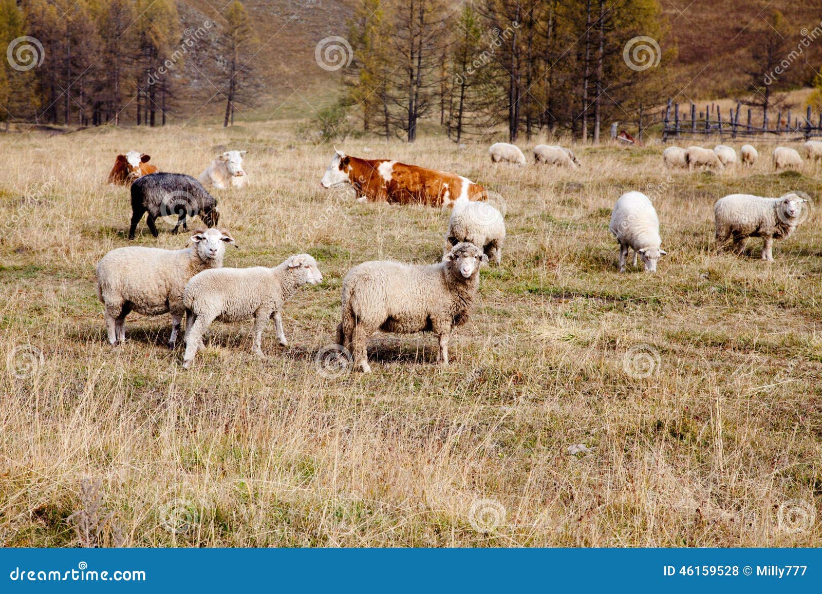 Flock of Sheep Grazing in the Autumn in Altai Stock Photo - Image of ...