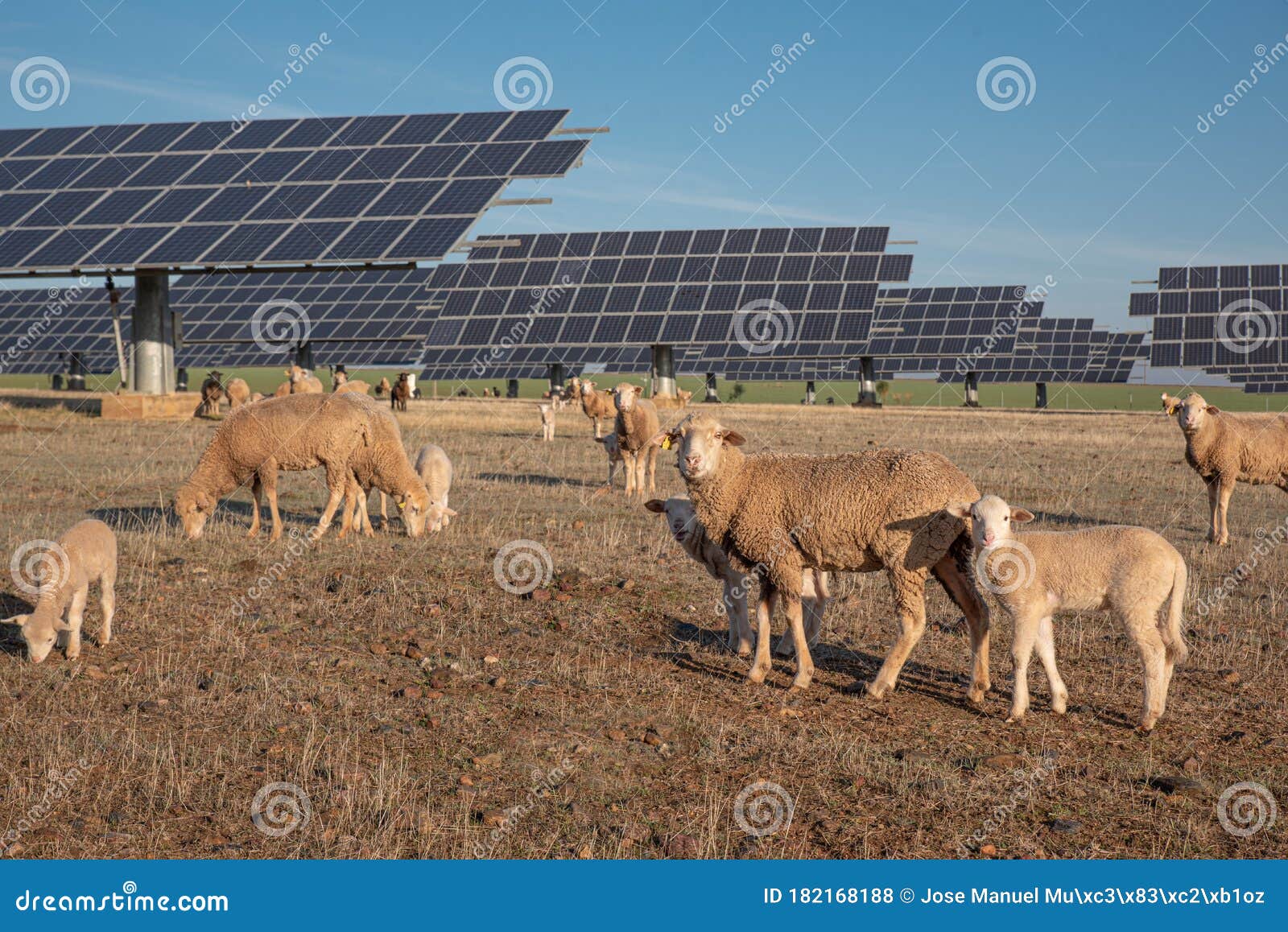 Flock of Sheep Grazing by Day in Field with Solar Panels Stock Photo ...