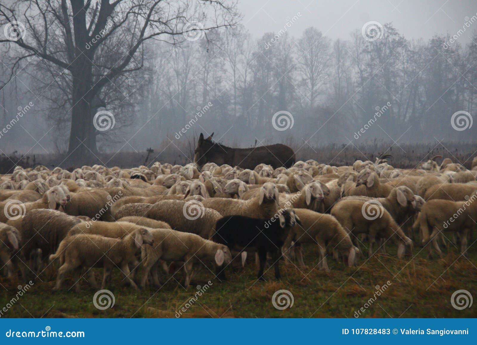 Flock of Sheep Grazing in the Fall Stock Image - Image of cute, sheep ...