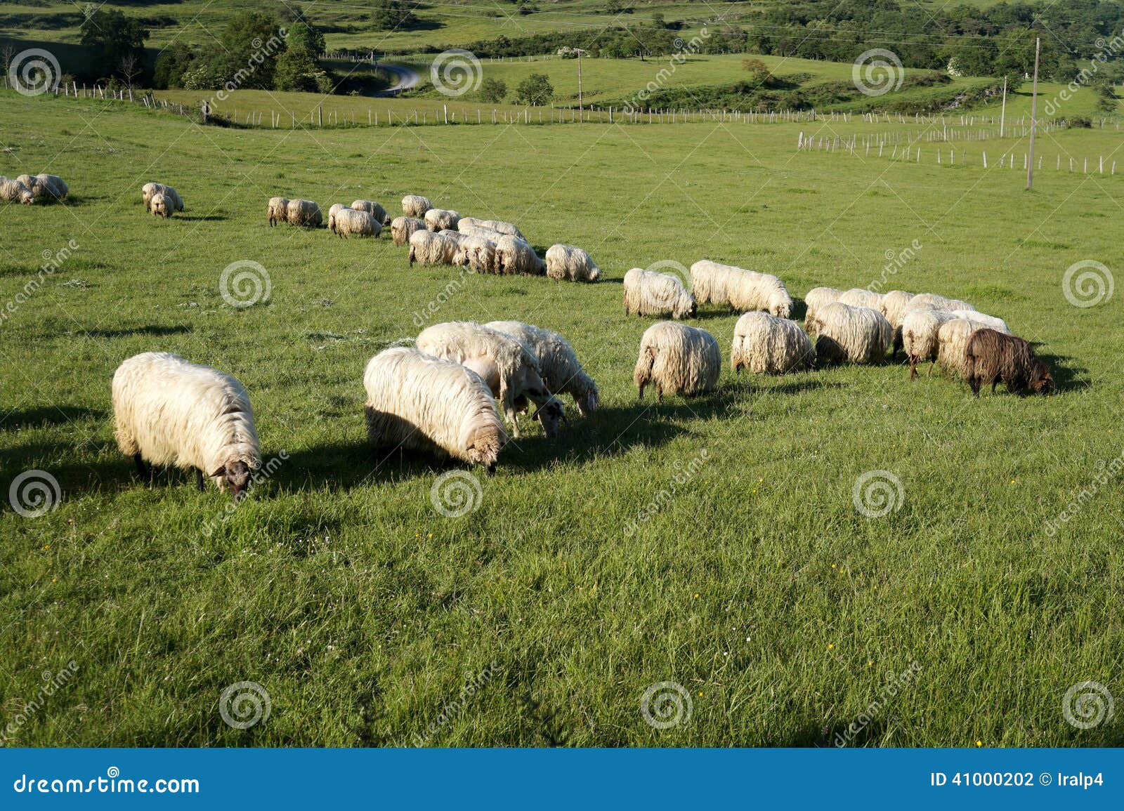 Flock of sheep stock photo. Image of herd, wool, nature - 41000202