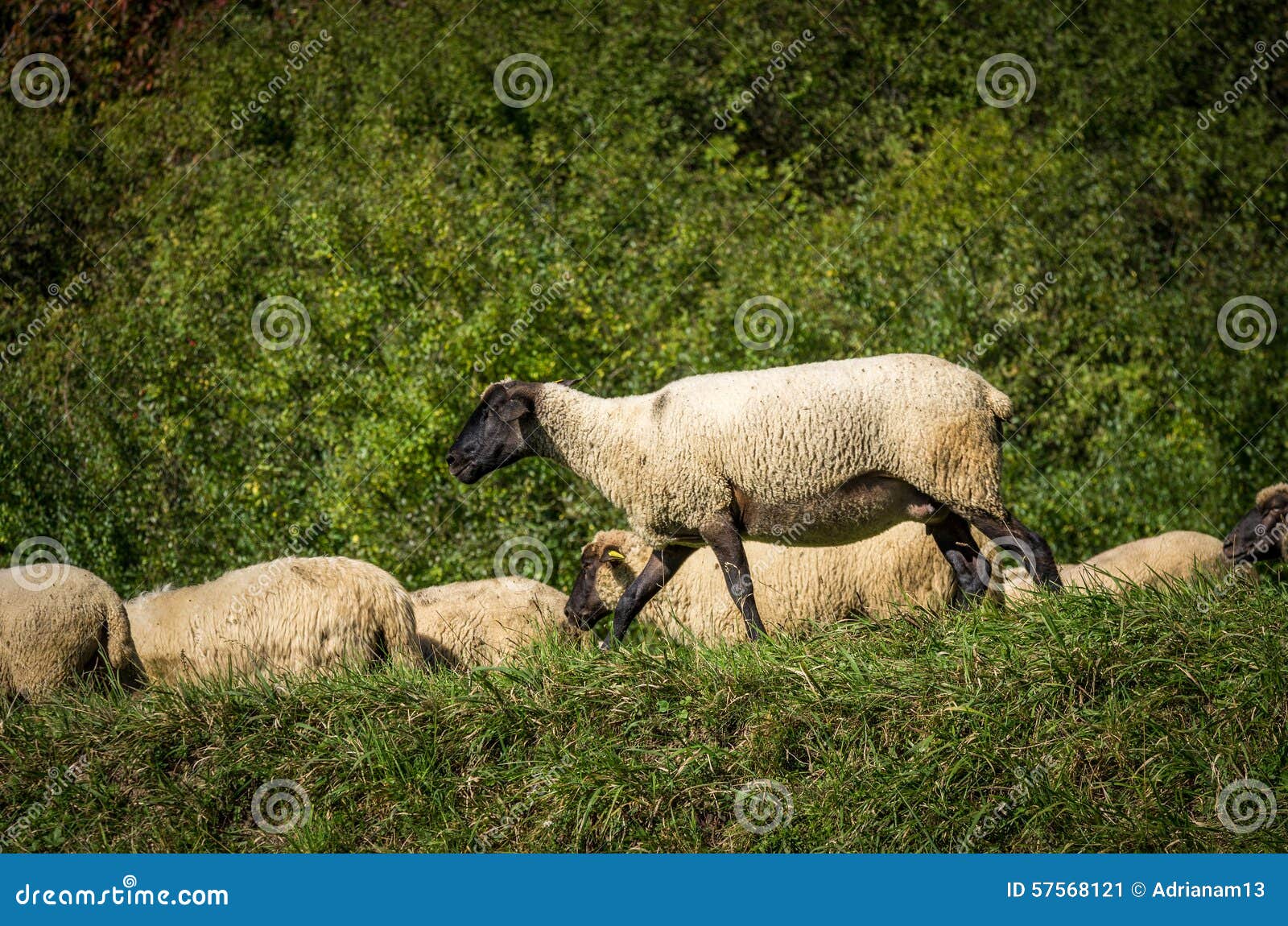 Flock of Sheep Grazing on Green Pasture Stock Image - Image of goats ...