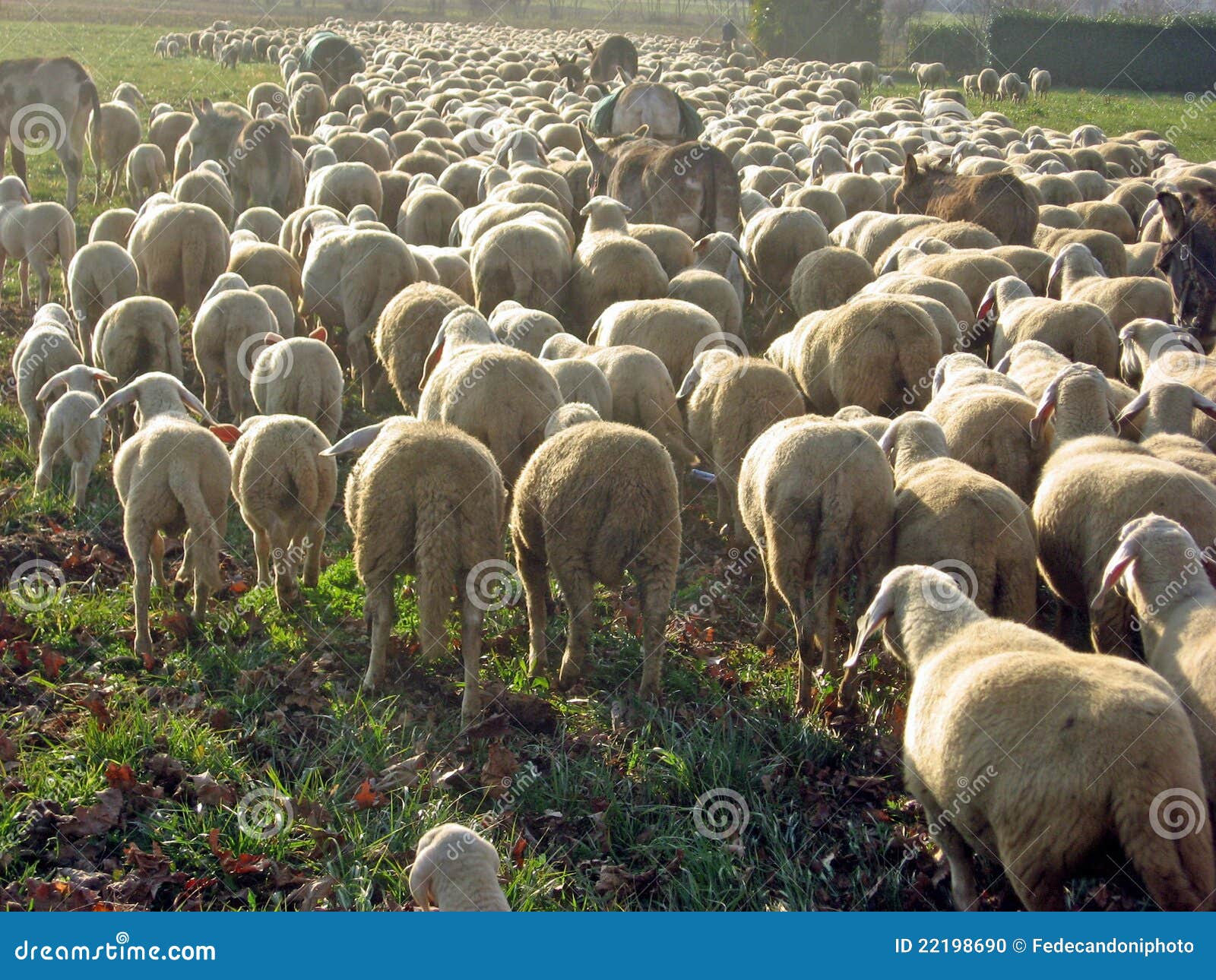 Flock of Sheep Grazing on the Lawn Stock Photo - Image of animal, milk ...