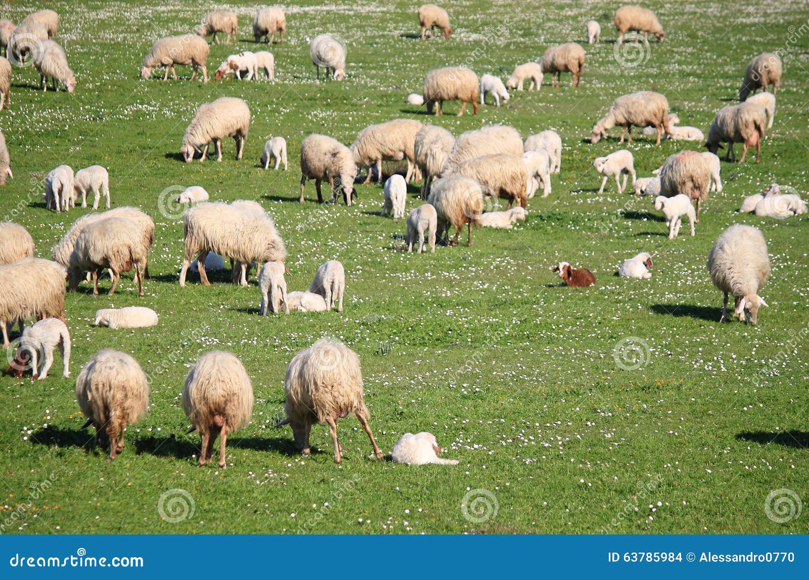 Flock Of Sheep Stock Photography | CartoonDealer.com #63785984