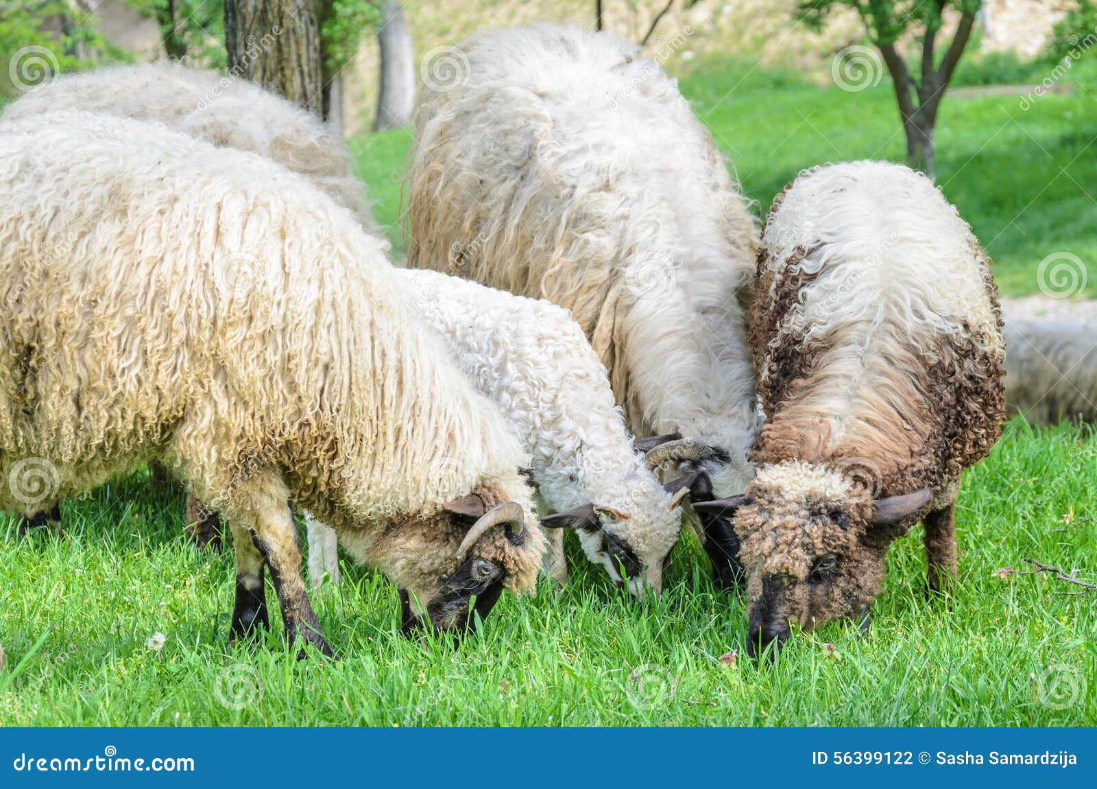 Flock of sheep grazing stock photo. Image of long, lamb - 56399122