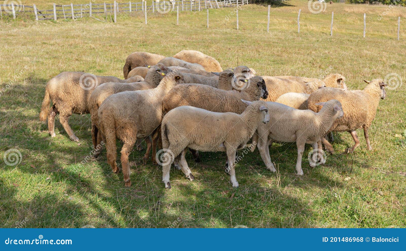 Sheep Under Shade stock photo. Image of green, shade - 201486968