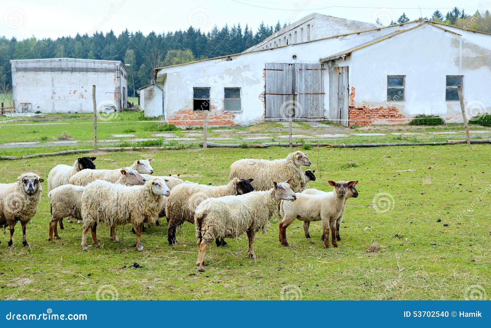 Flock of sheep stock photo. Image of farming, sheep, livestock - 53702540