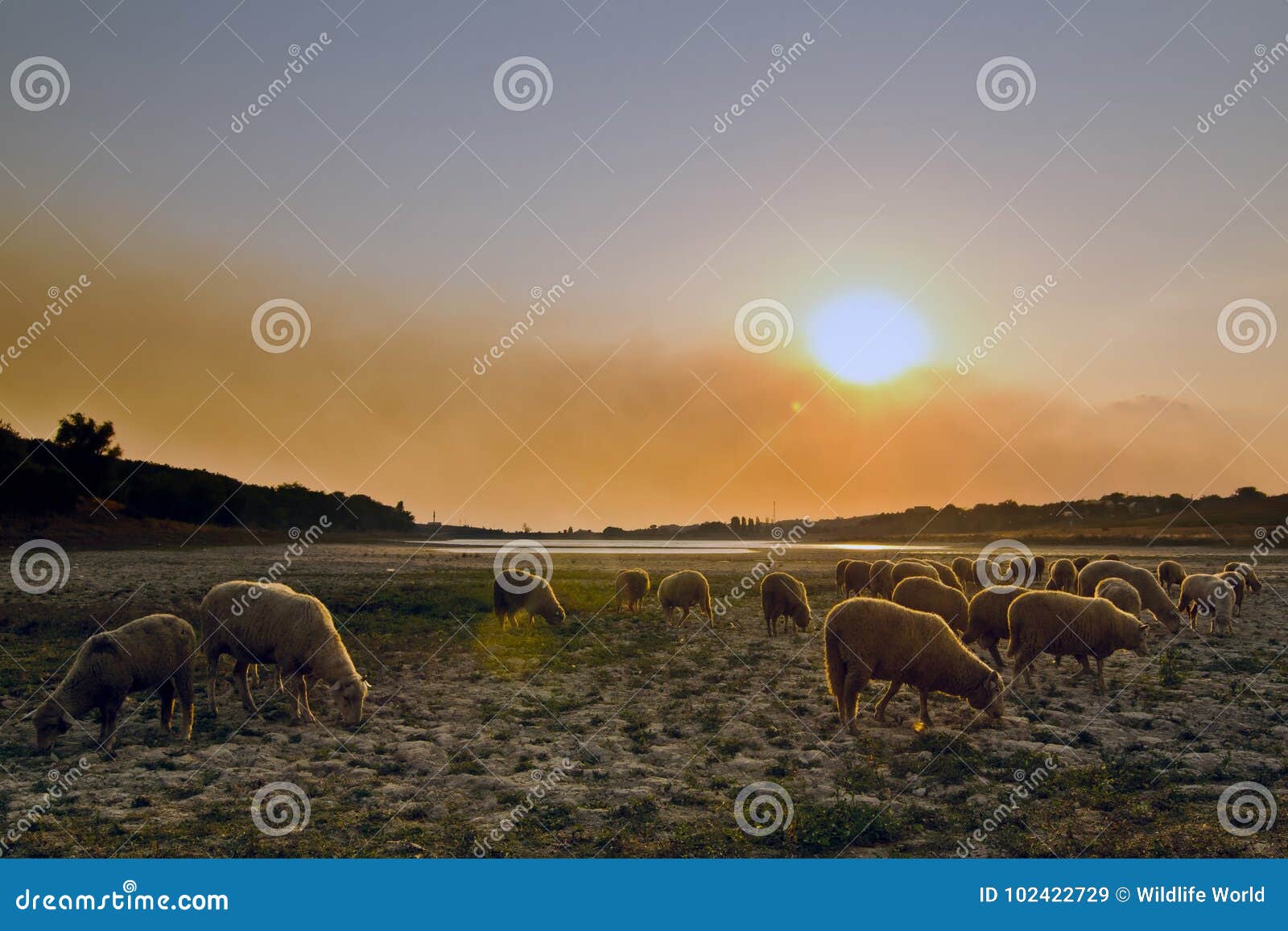 Flock of Sheep Grazing at Sunset Stock Image - Image of pasture, farm ...
