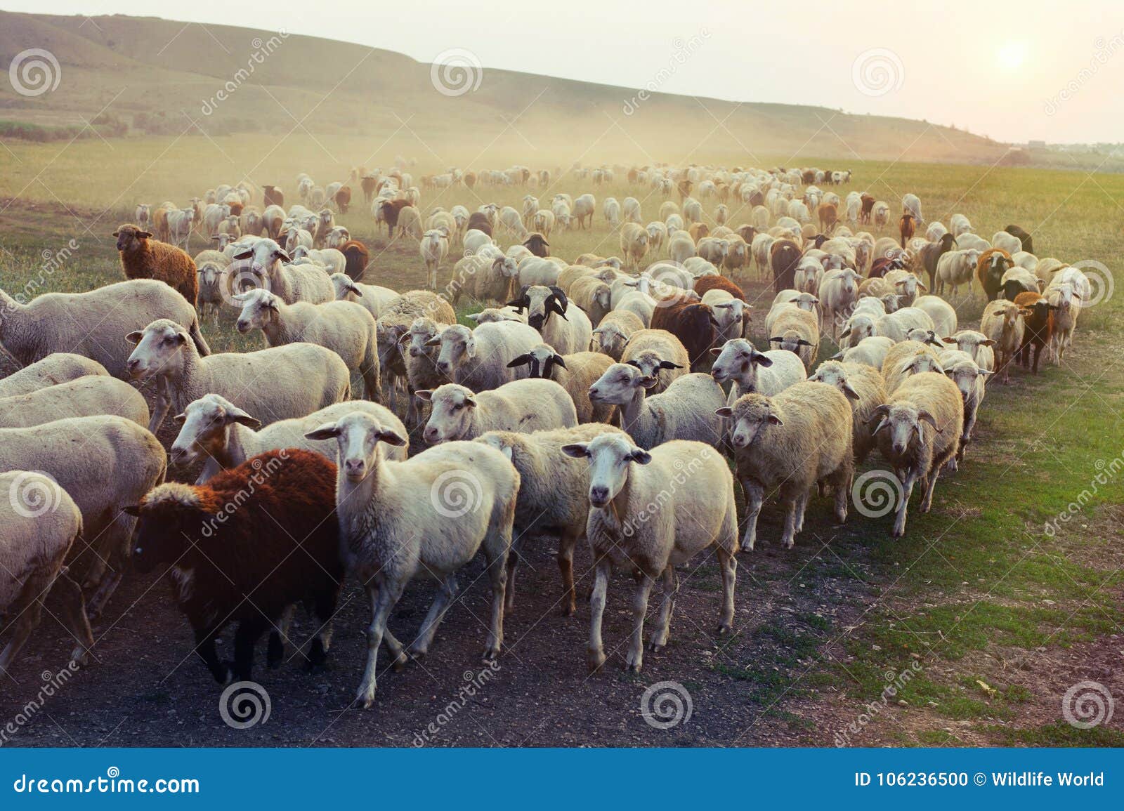 Flock of Sheep Grazing at Sunset Stock Photo - Image of grazing, field ...