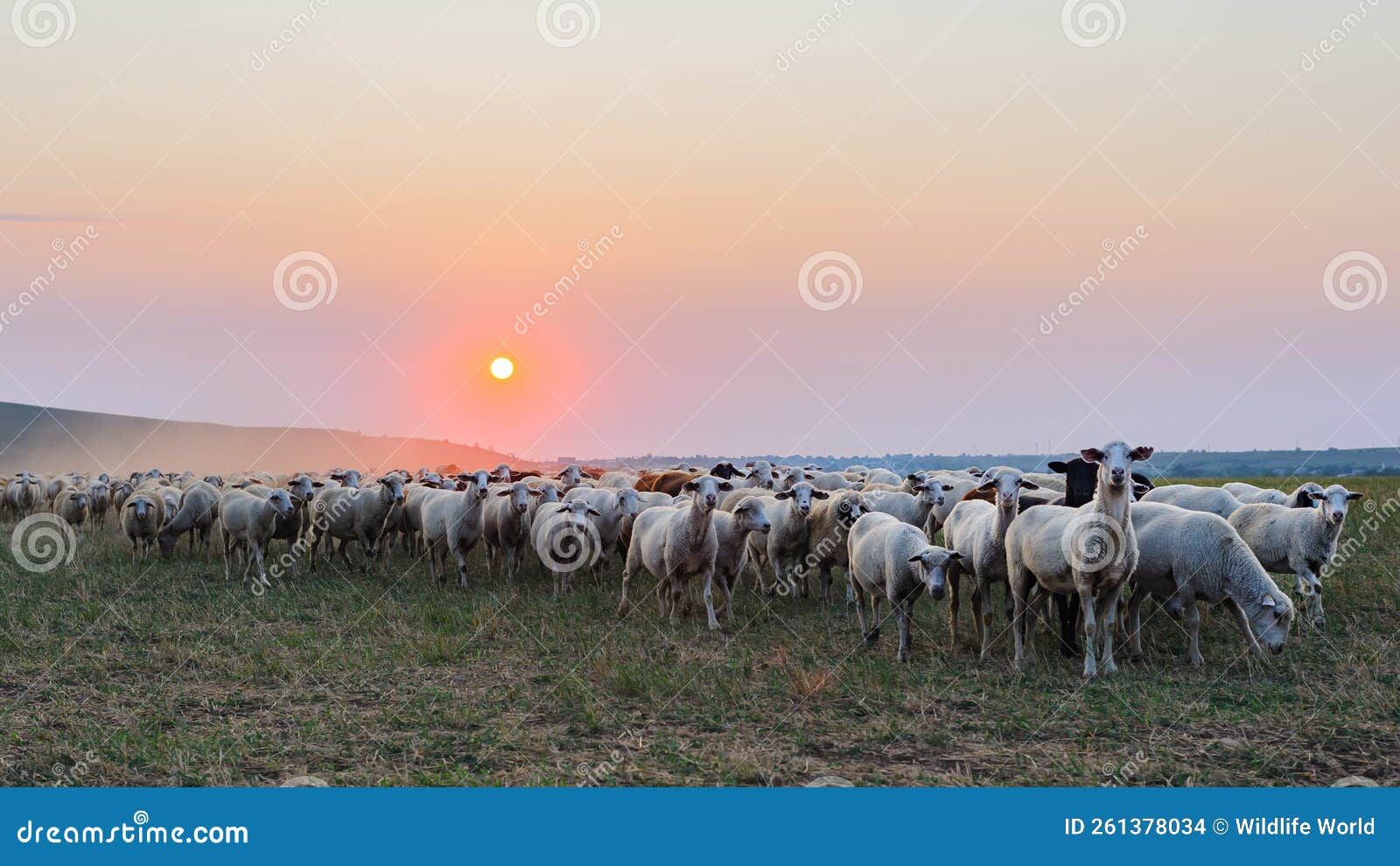 Flock of Sheep Grazing at Sunset Stock Photo - Image of cattle, graze ...