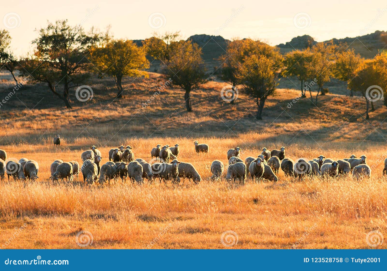 Flock of sheep at sunset stock photo. Image of lamb - 123528758