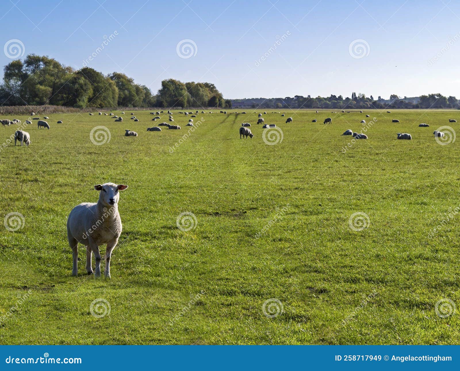 Flock of Sheep in a Green Field Stock Image - Image of flock, tranquil ...