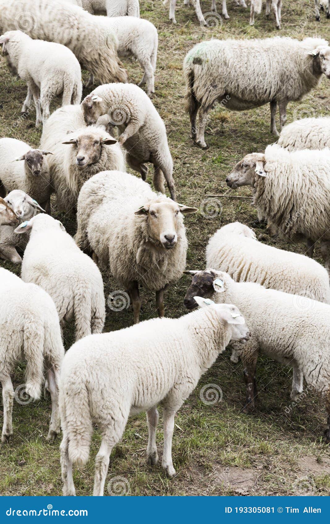 Flock of Sheep in a Herd stock image. Image of lambkin - 193305081