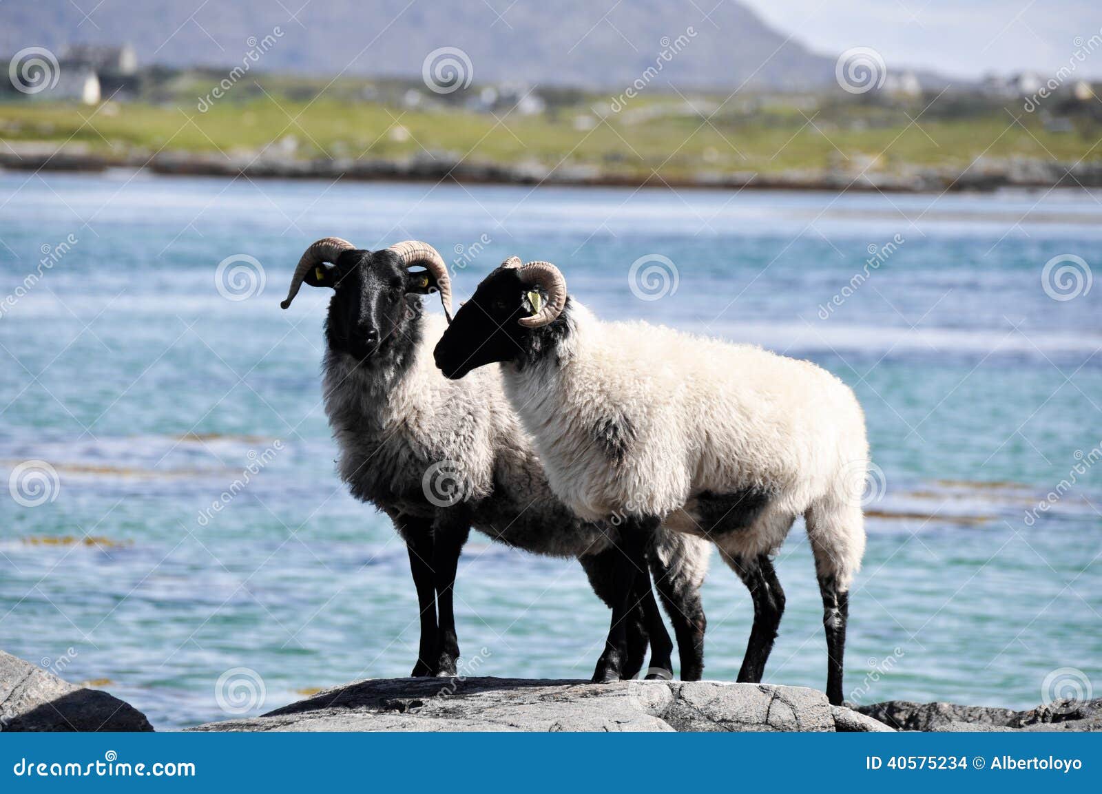Flock of sheep, Ireland stock photo. Image of sheep, livestock - 40575234