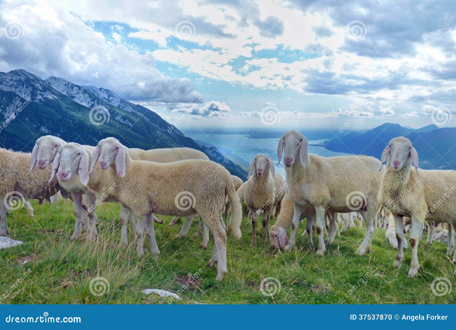 A Flock of Sheep in the Italian Alps Stock Photo - Image of alpine ...