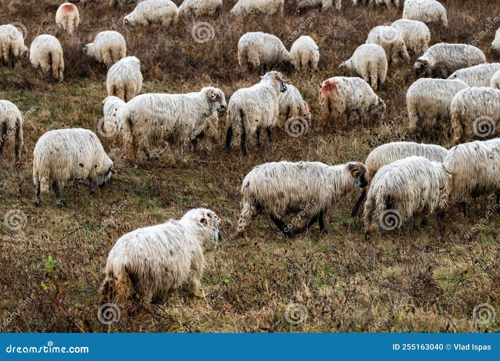 Flock of Sheep and Lambs in the Field Stock Photo - Image of ...