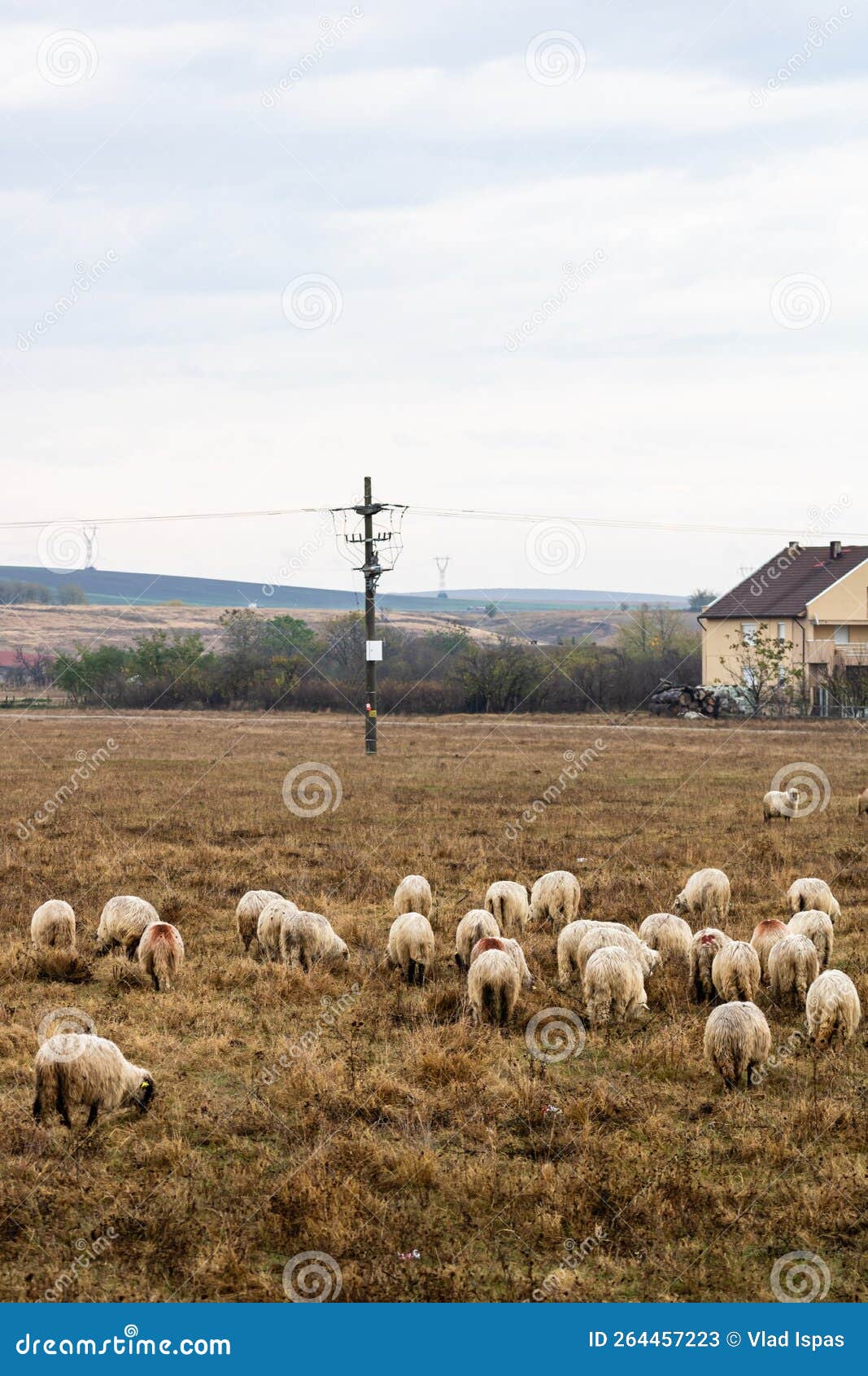 Flock of Sheep and Lambs in the Field Stock Image - Image of outdoors ...
