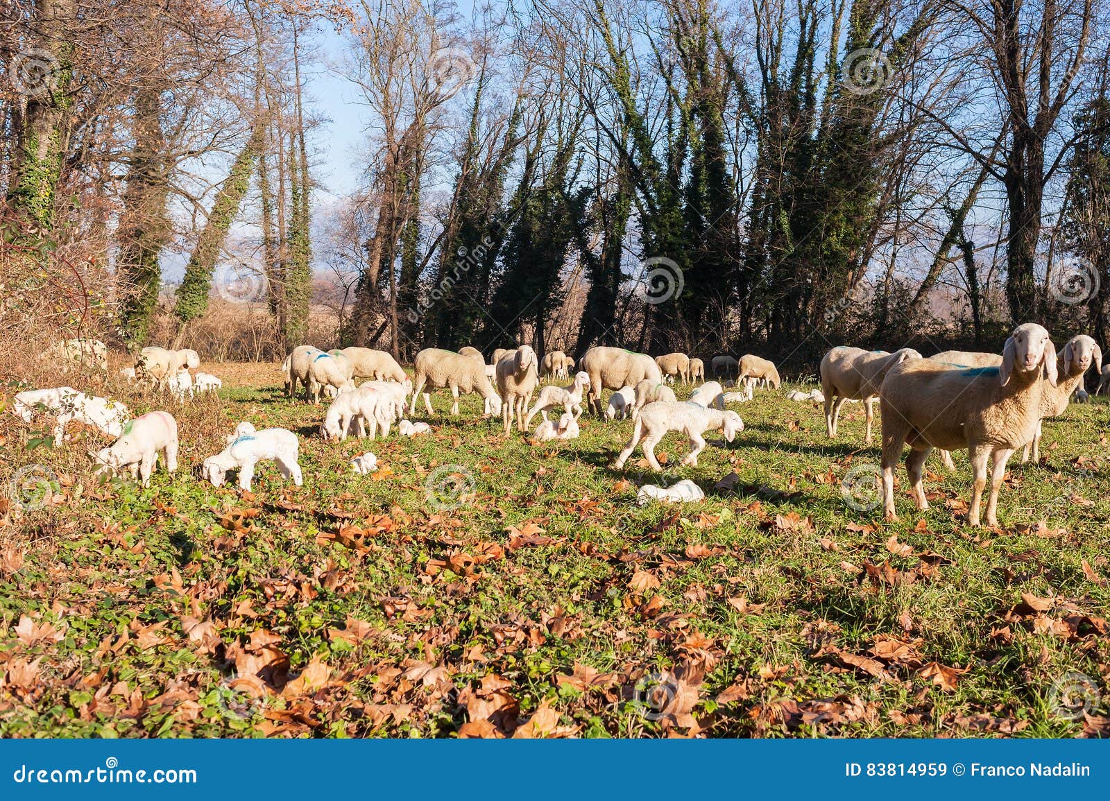 Flock of sheep and lambs stock image. Image of landscape - 83814959