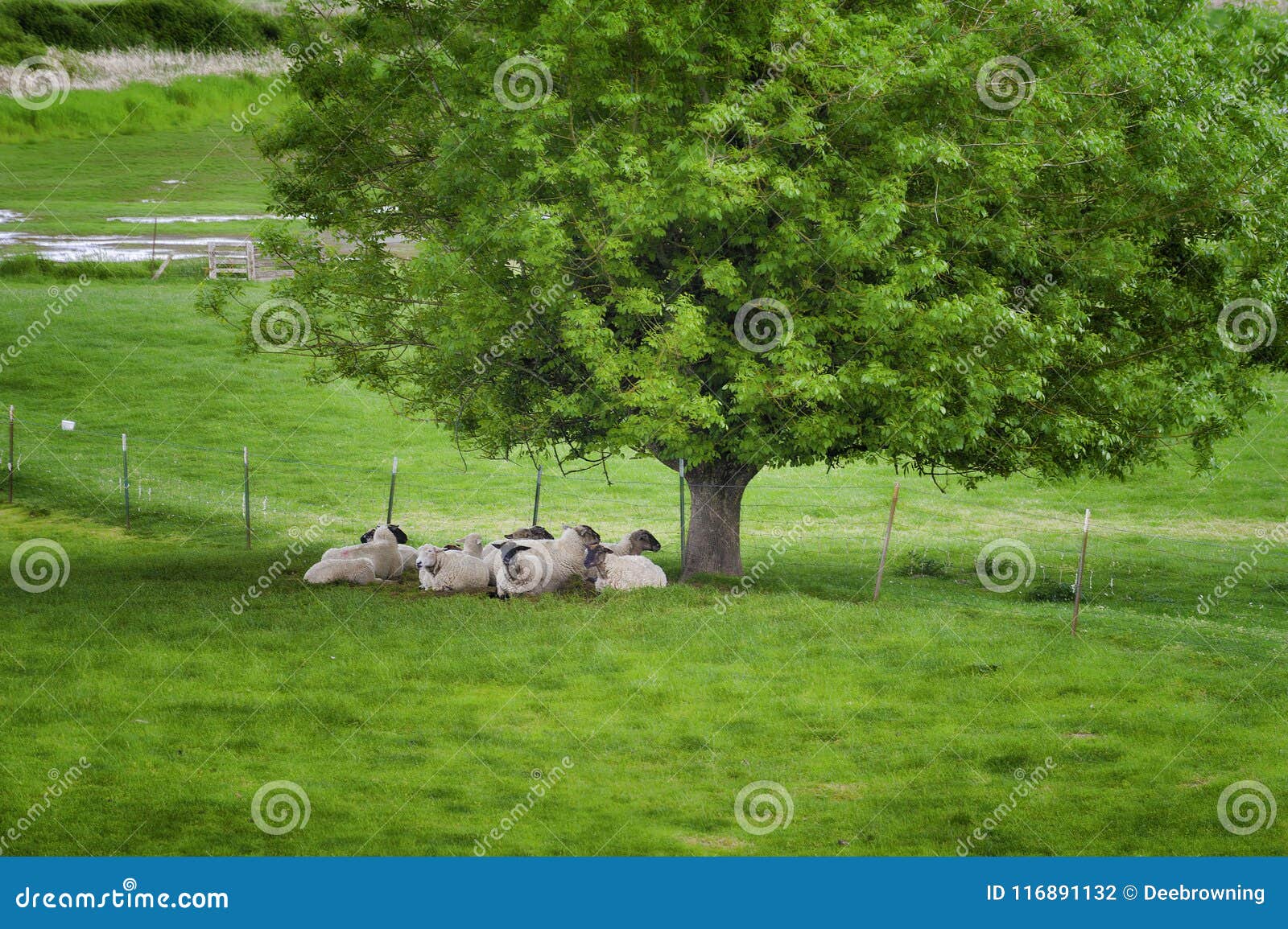 A Flock of Sheep Lay Under a Tree in a Pasture Stock Photo - Image of ...