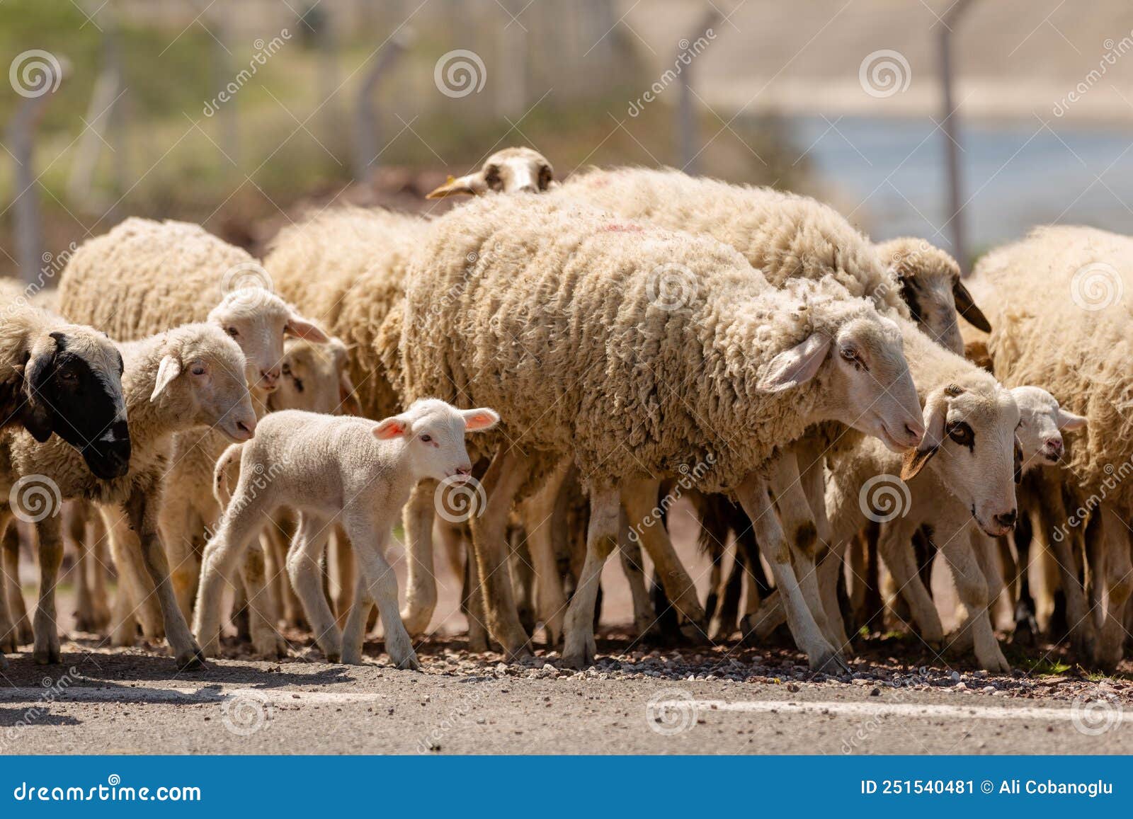 Flock Of Lamb In Farm Stock Photography | CartoonDealer.com #85943132