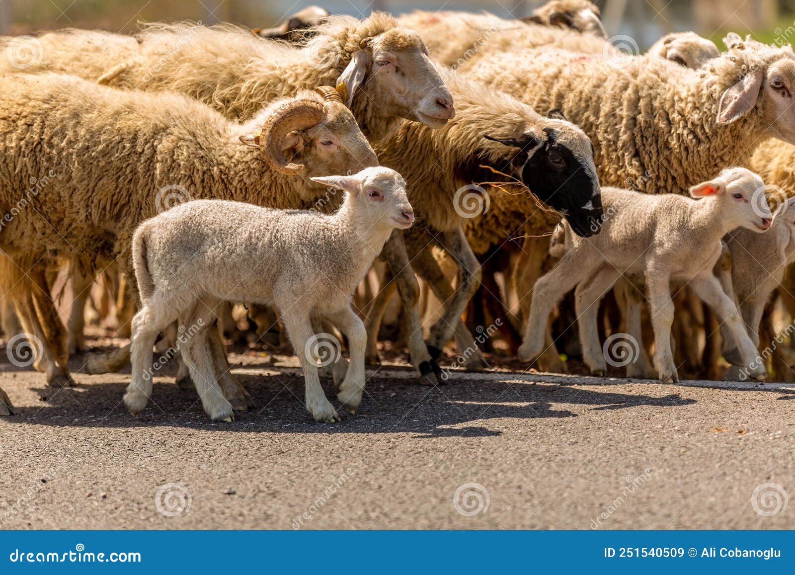 A Flock of Sheep and a Little Lamb Stock Image - Image of ears, green ...