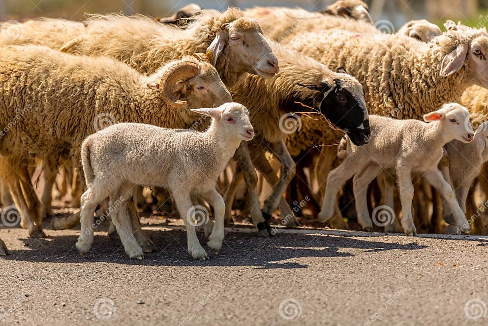 A Flock of Sheep and a Little Lamb Stock Image - Image of ears, green ...