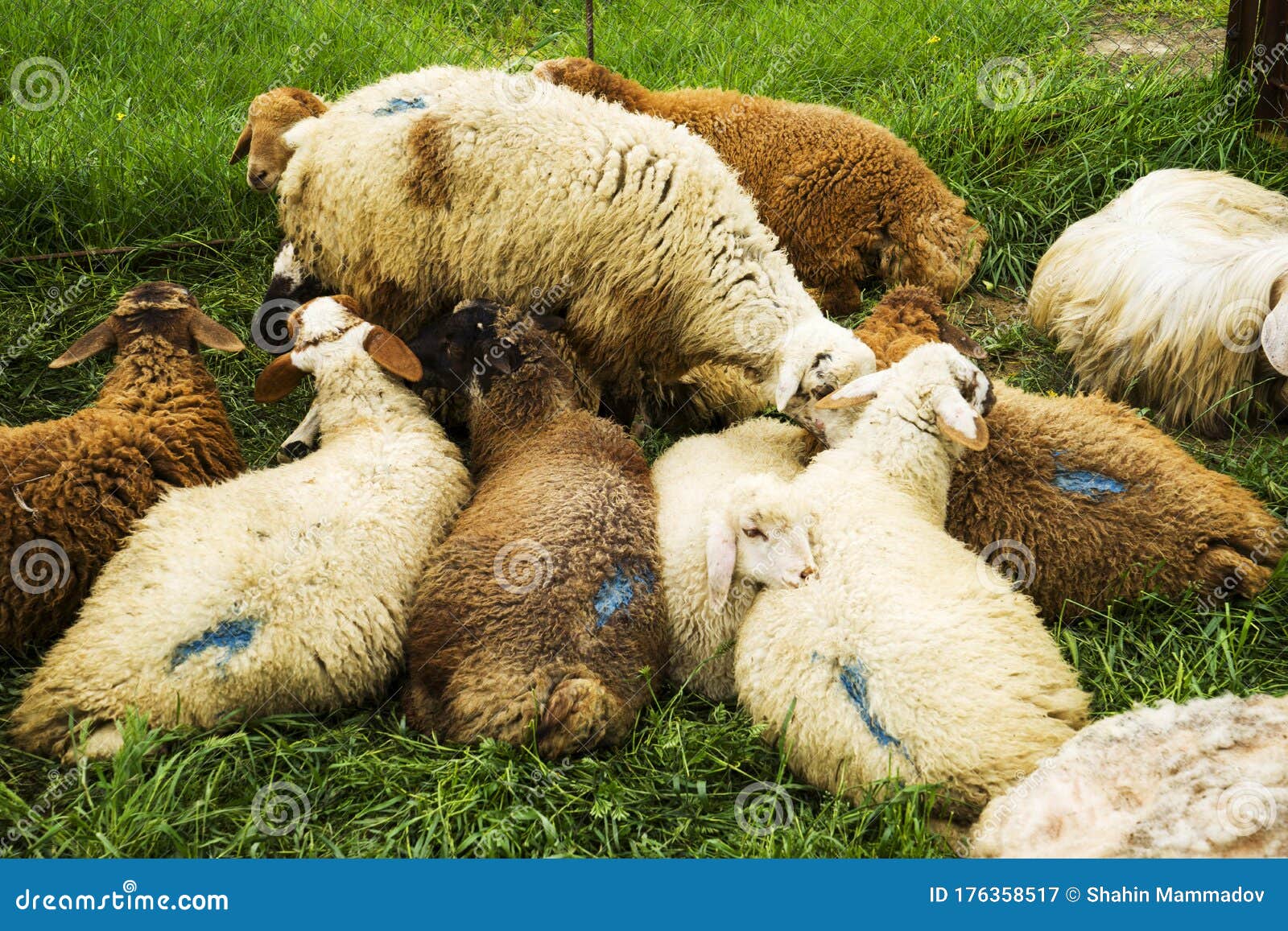 Flock of Sheep Lying in a Green Meadow Stock Image - Image of field ...