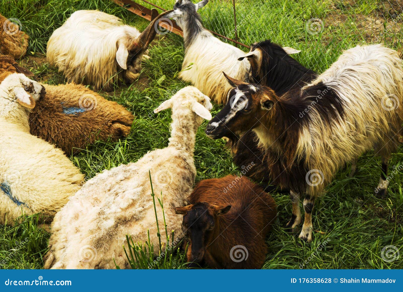 Flock of Sheep Lying in a Green Meadow Stock Photo - Image of green ...