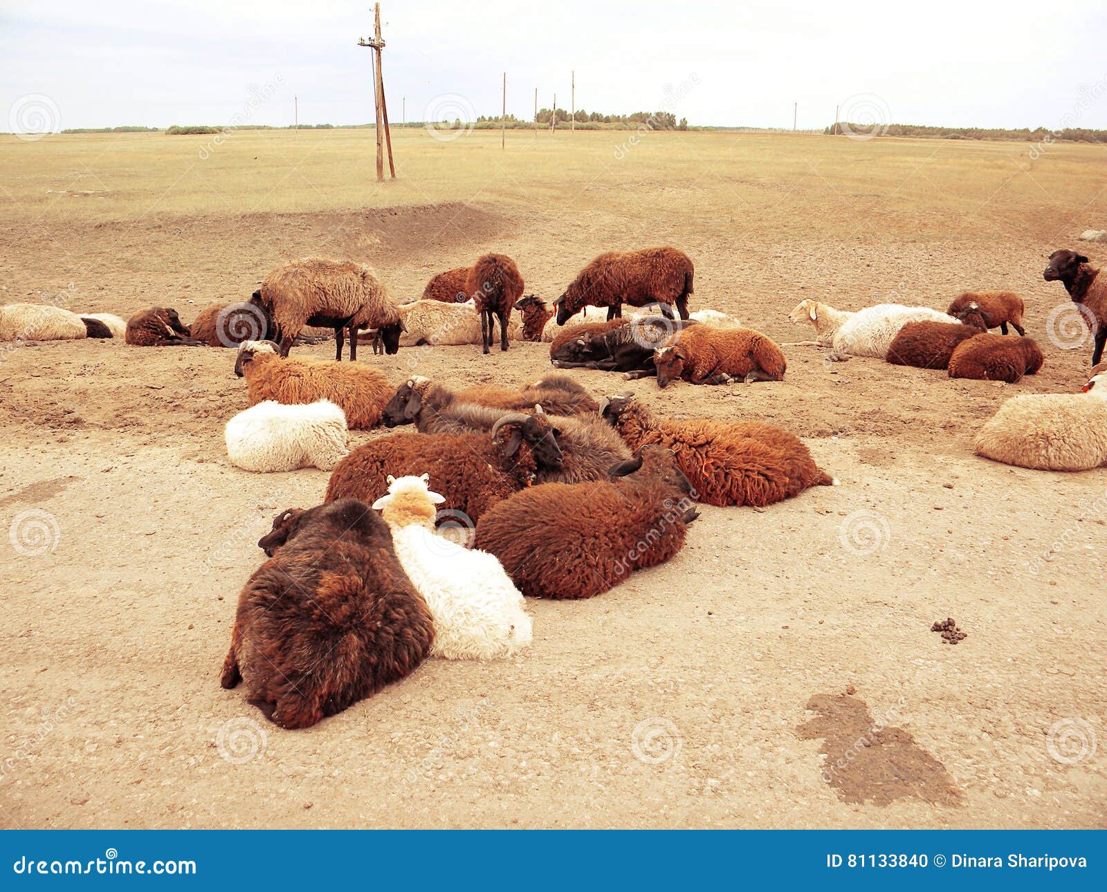 Flock of sheep stock photo. Image of lake, flock, small - 81133840