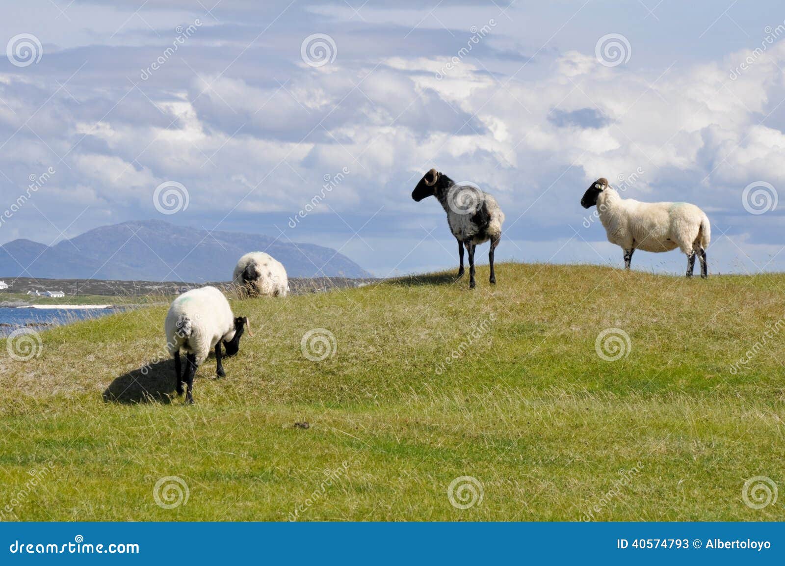 Flock of Sheep, Mannin Bay (Ireland) Stock Image - Image of ...