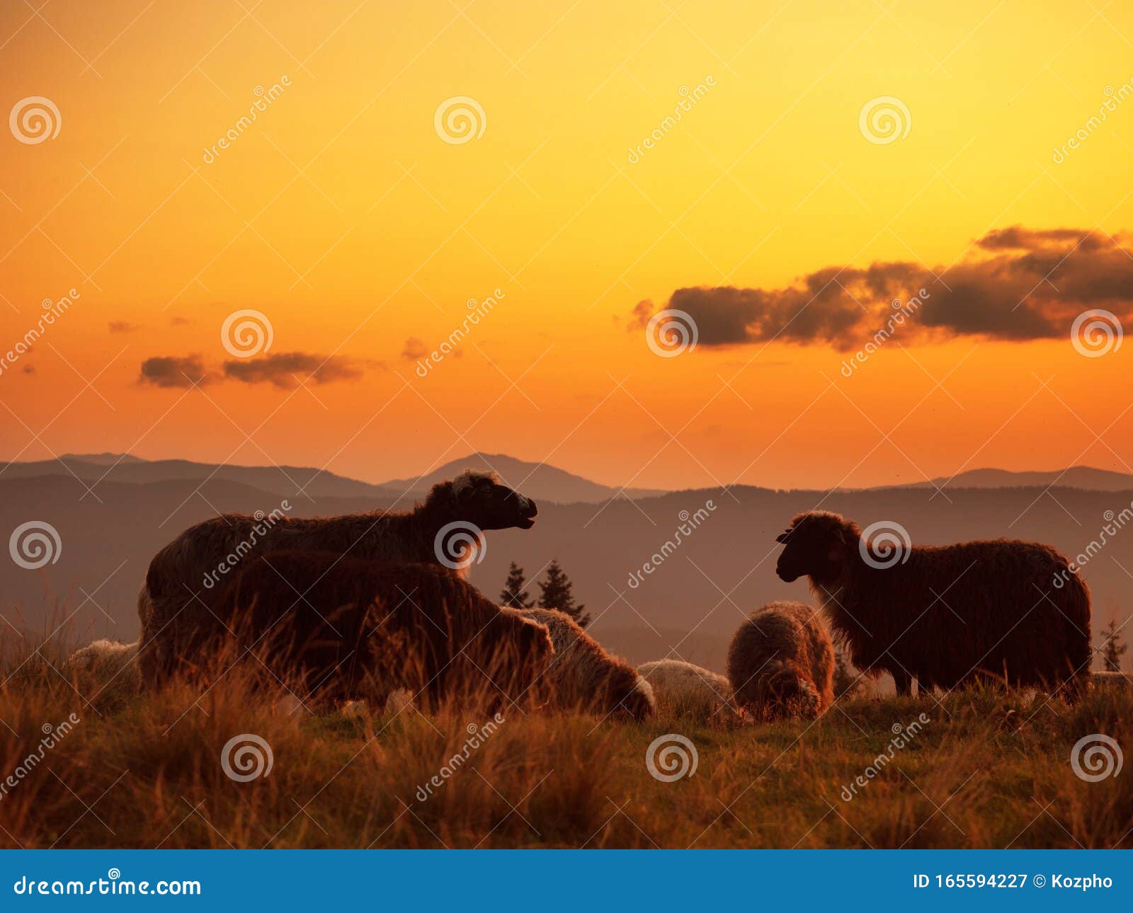 Sheep On A Meadow In The Warm Evening Sun Stock Photography ...