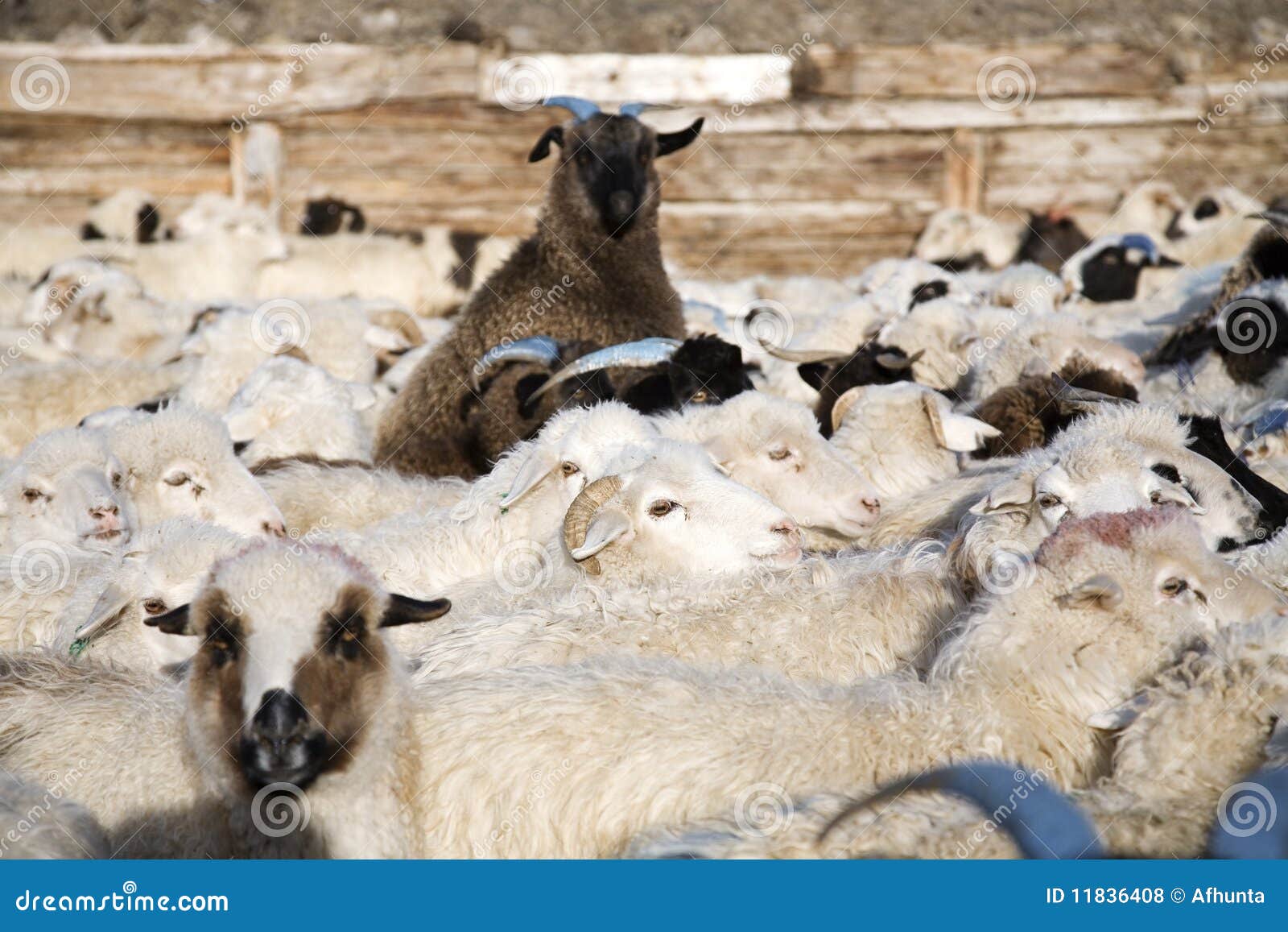 Flock of Sheep Mixed with Goats Stock Photo - Image of spring, russia ...