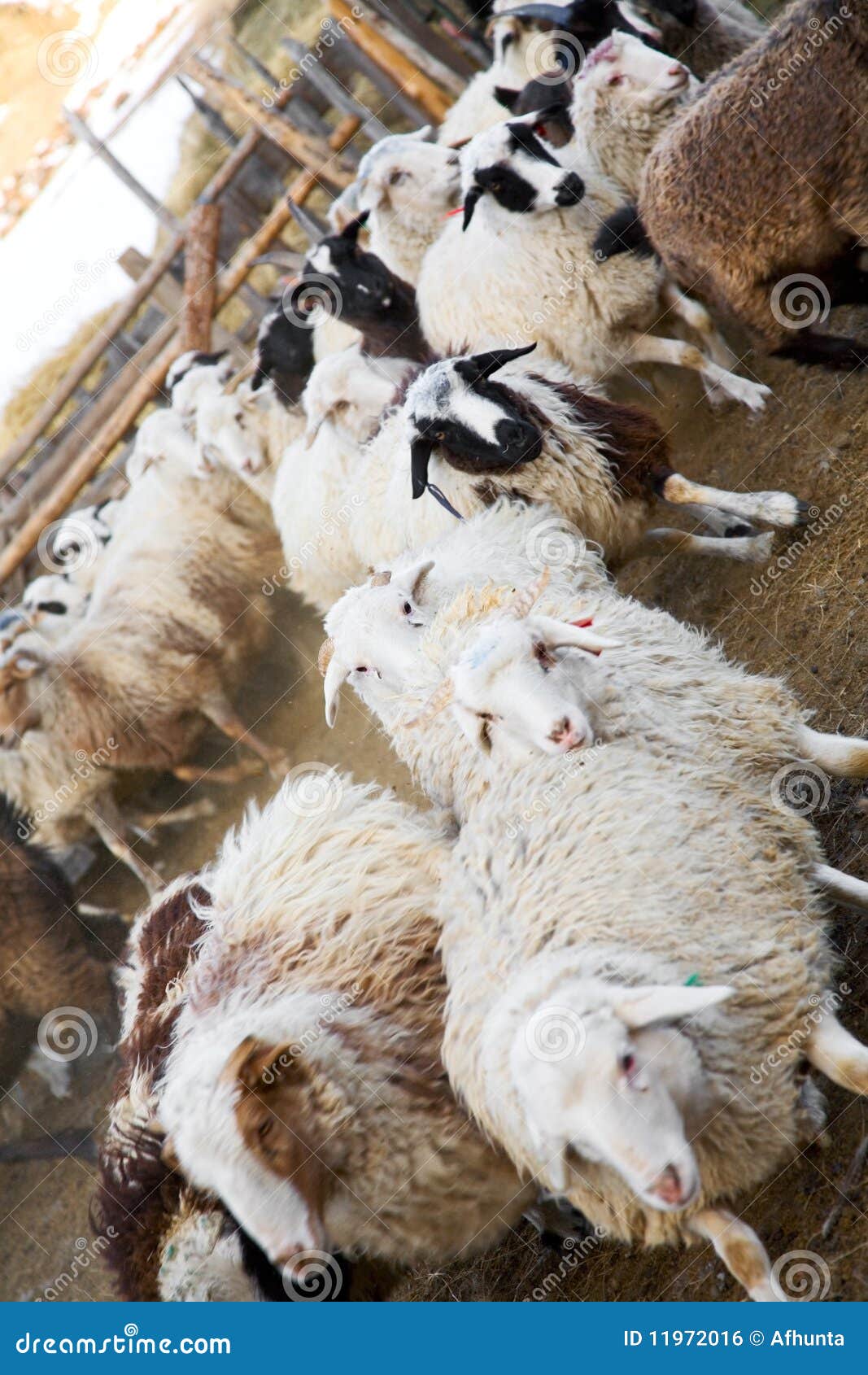 Flock of Sheep Mixed with Goats Stock Photo - Image of fence, pasture ...