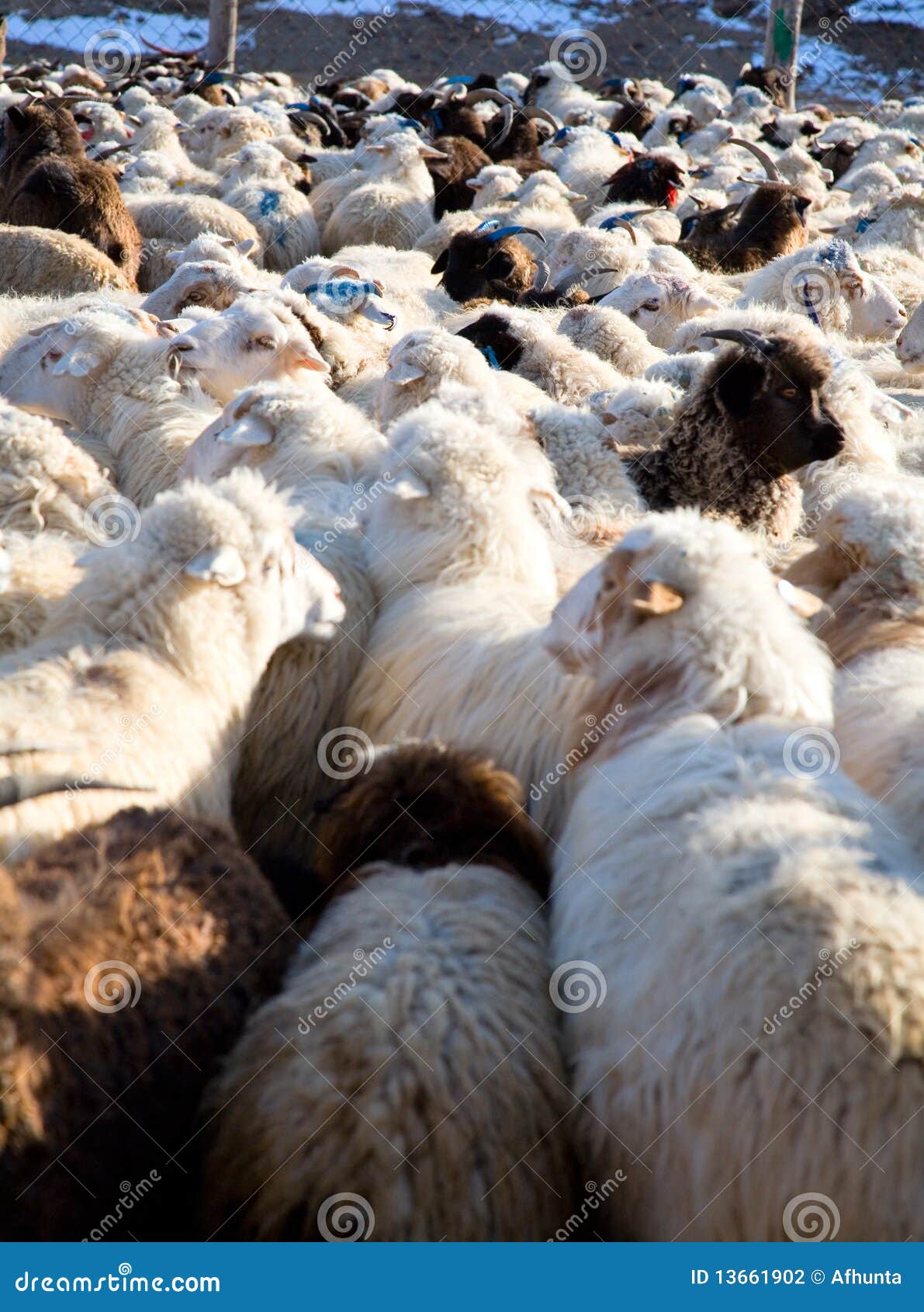 Flock of Sheep Mixed with Goats Stock Photo - Image of animal, corral ...