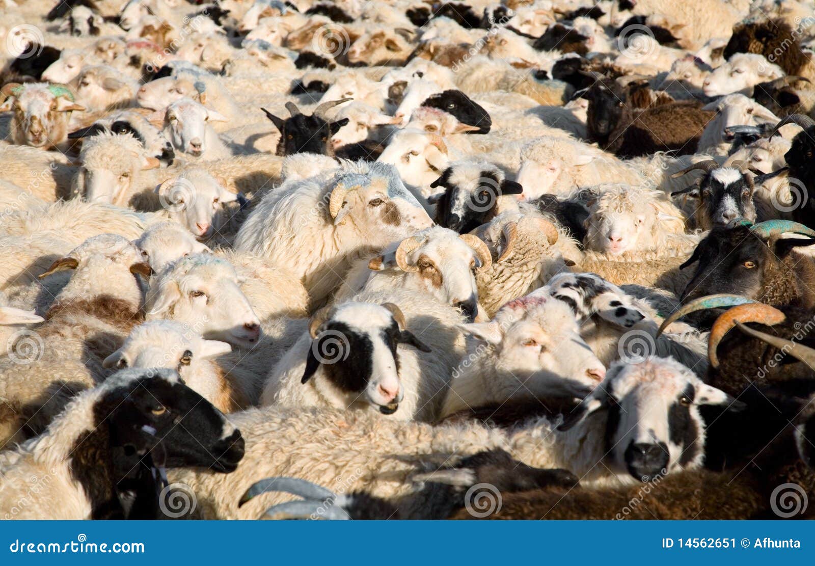 Flock of Sheep Mixed with Goats Stock Image - Image of russia, farm ...