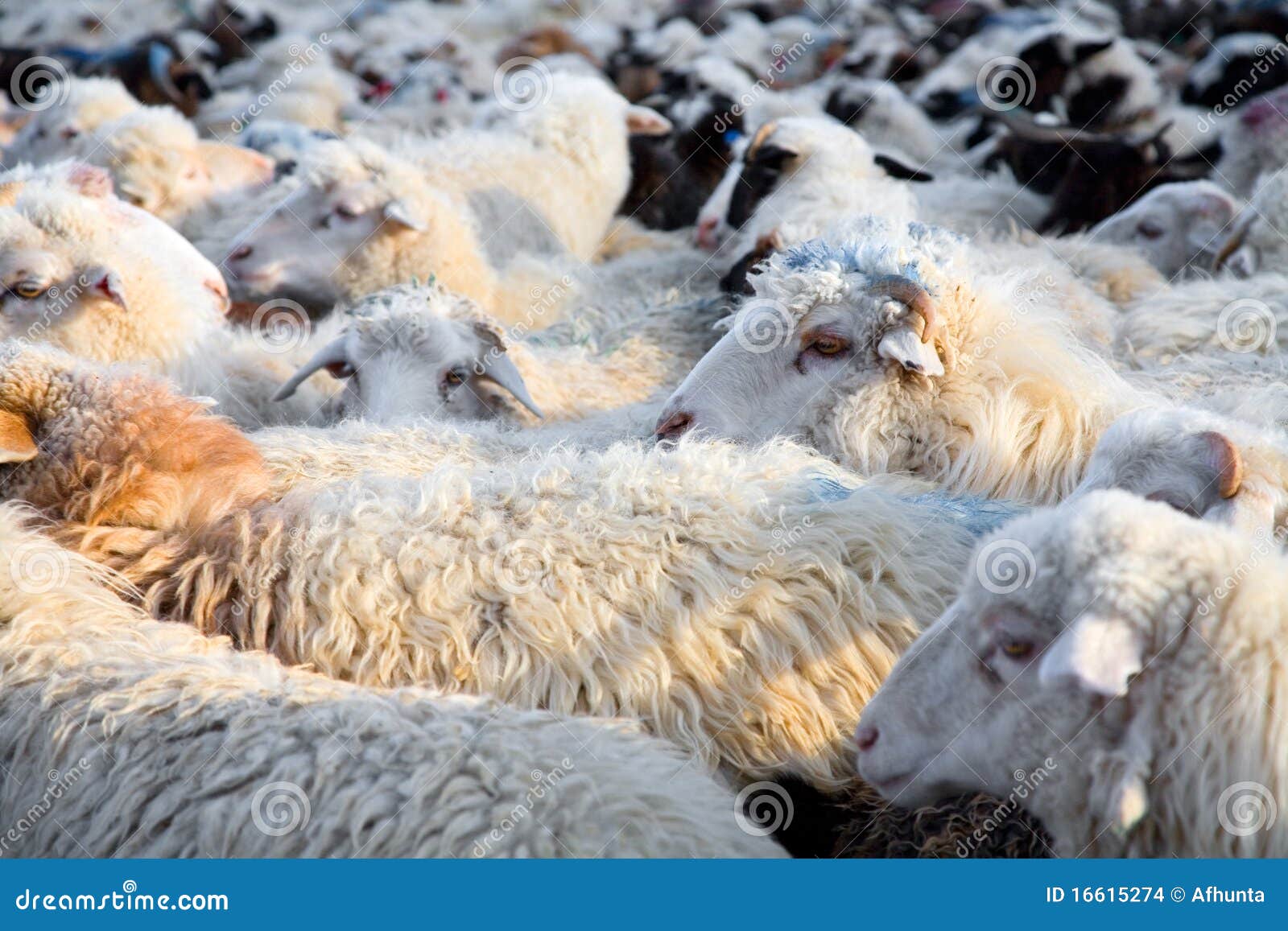 Flock of Sheep Mixed with Goats Stock Photo - Image of livestock, close ...