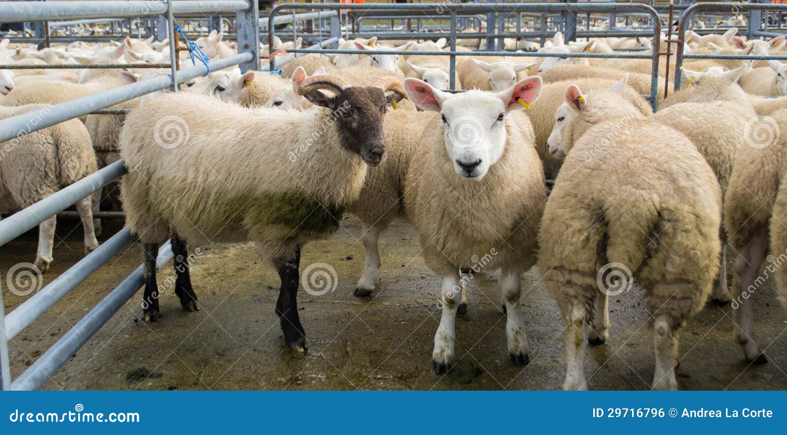 Flock of Sheep Mixed with Goats Stock Photo - Image of herding, goats ...