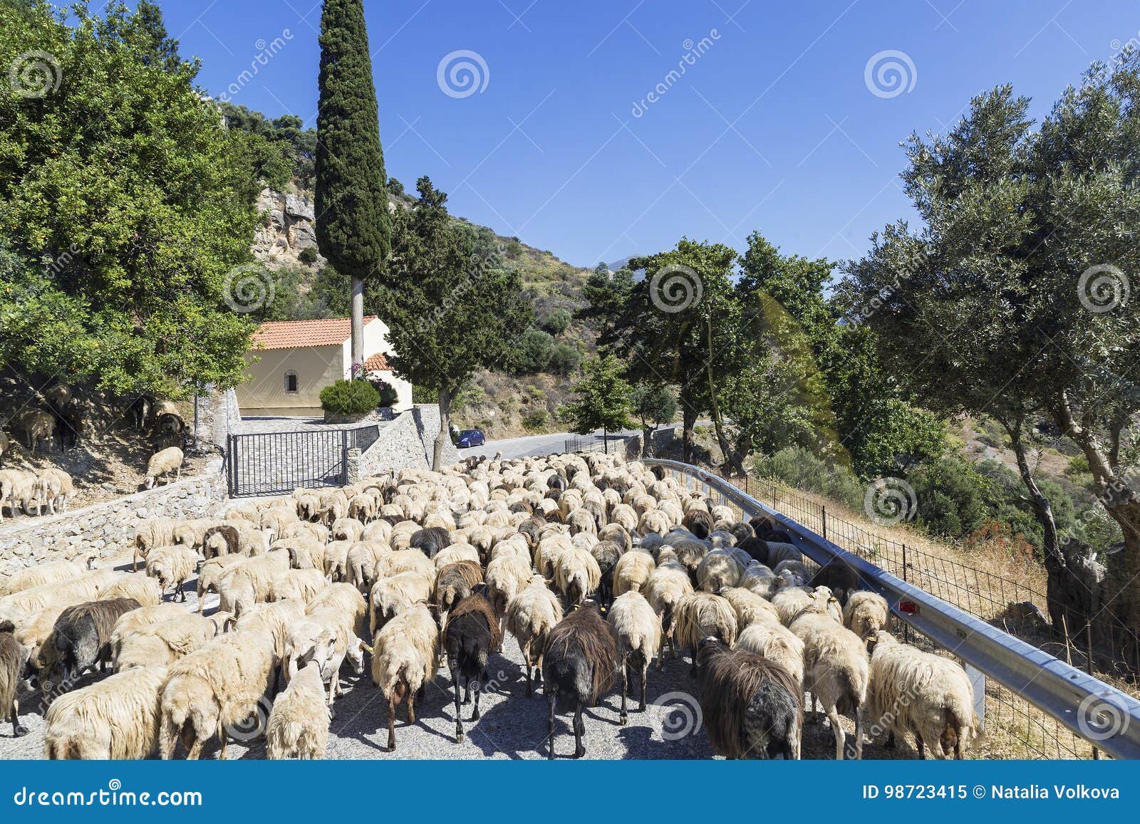 Flock of Sheep on a Mountain Road in Crete Stock Image - Image of sheep ...