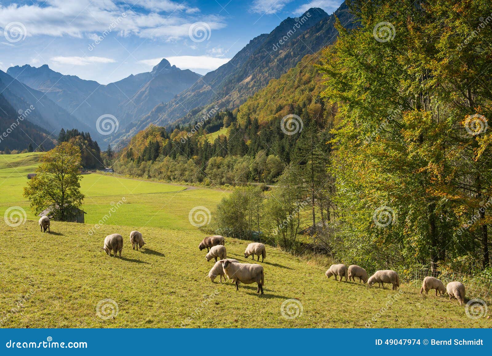 Flock of Sheep in a Mountain Valley Stock Photo - Image of germany ...