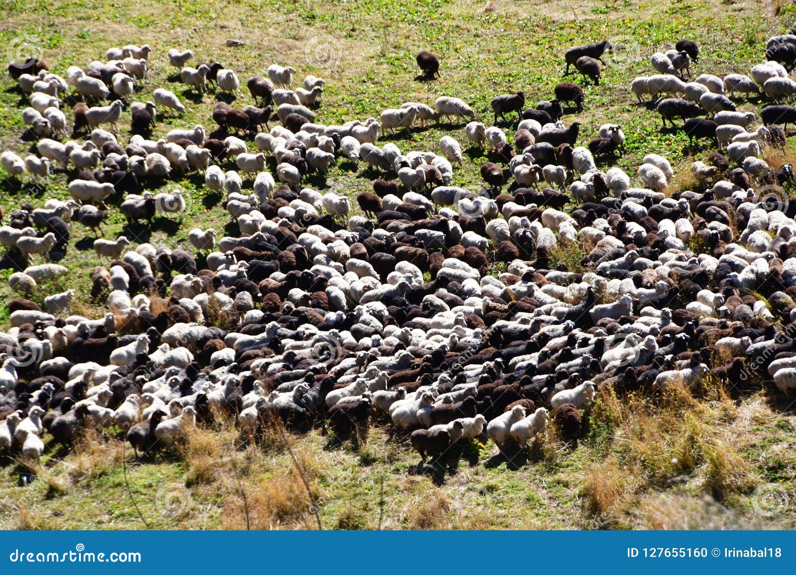 Flock of Sheep in the Mountains of Arkhyz. Russia Stock Photo - Image ...