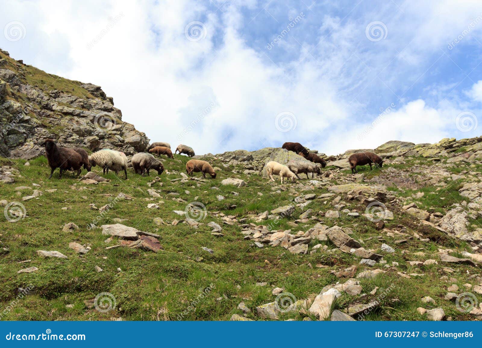 Flock of Sheep in the Mountains, Hohe Tauern Alps Stock Image - Image ...