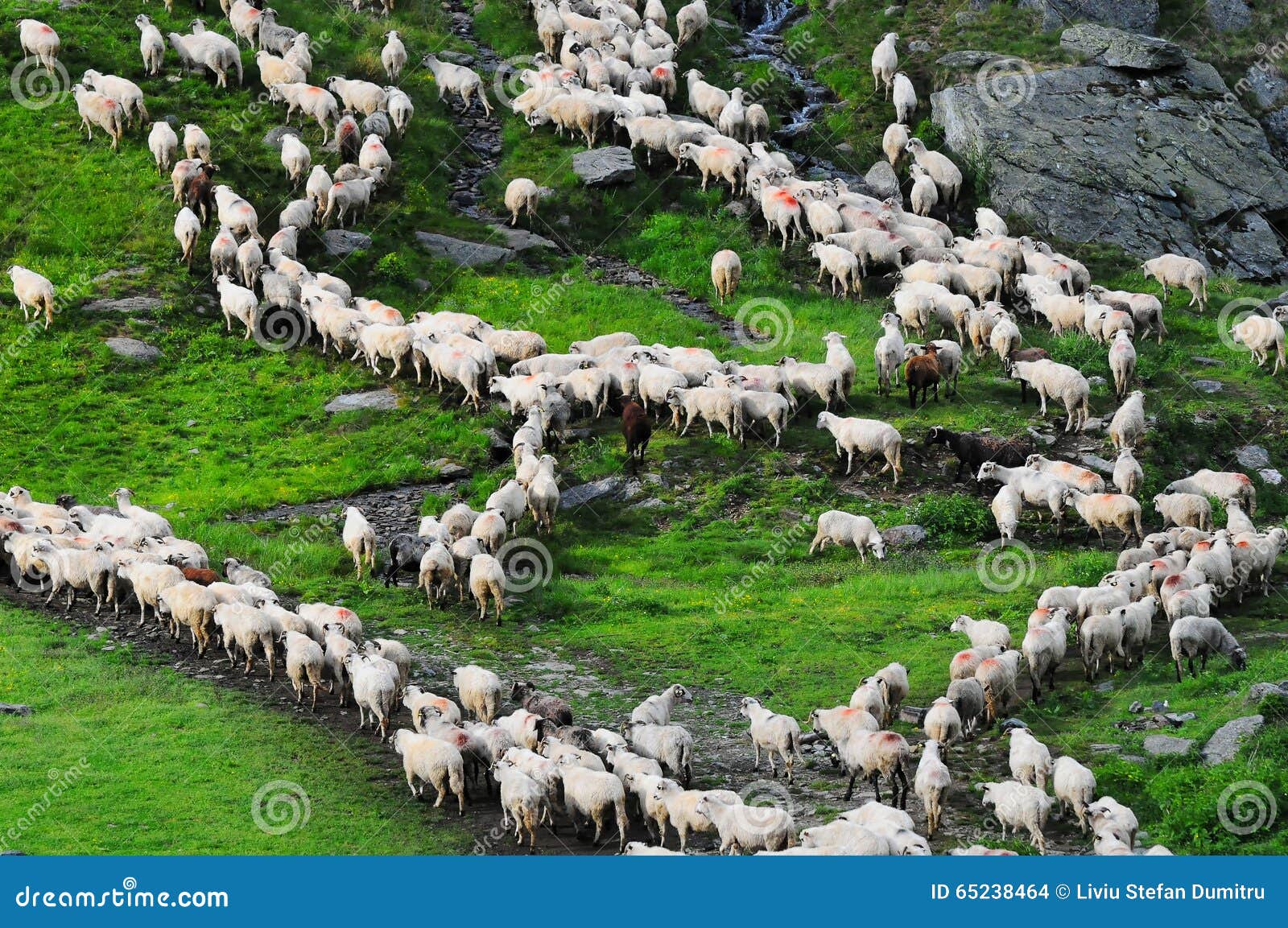 Flock of Sheep on the Mountains in Romania Stock Photo - Image of ...