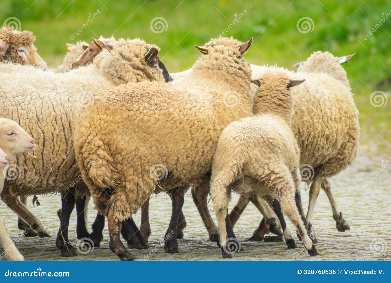Flock of Sheep Moving As Seen from the Rear Stock Photo - Image of ...
