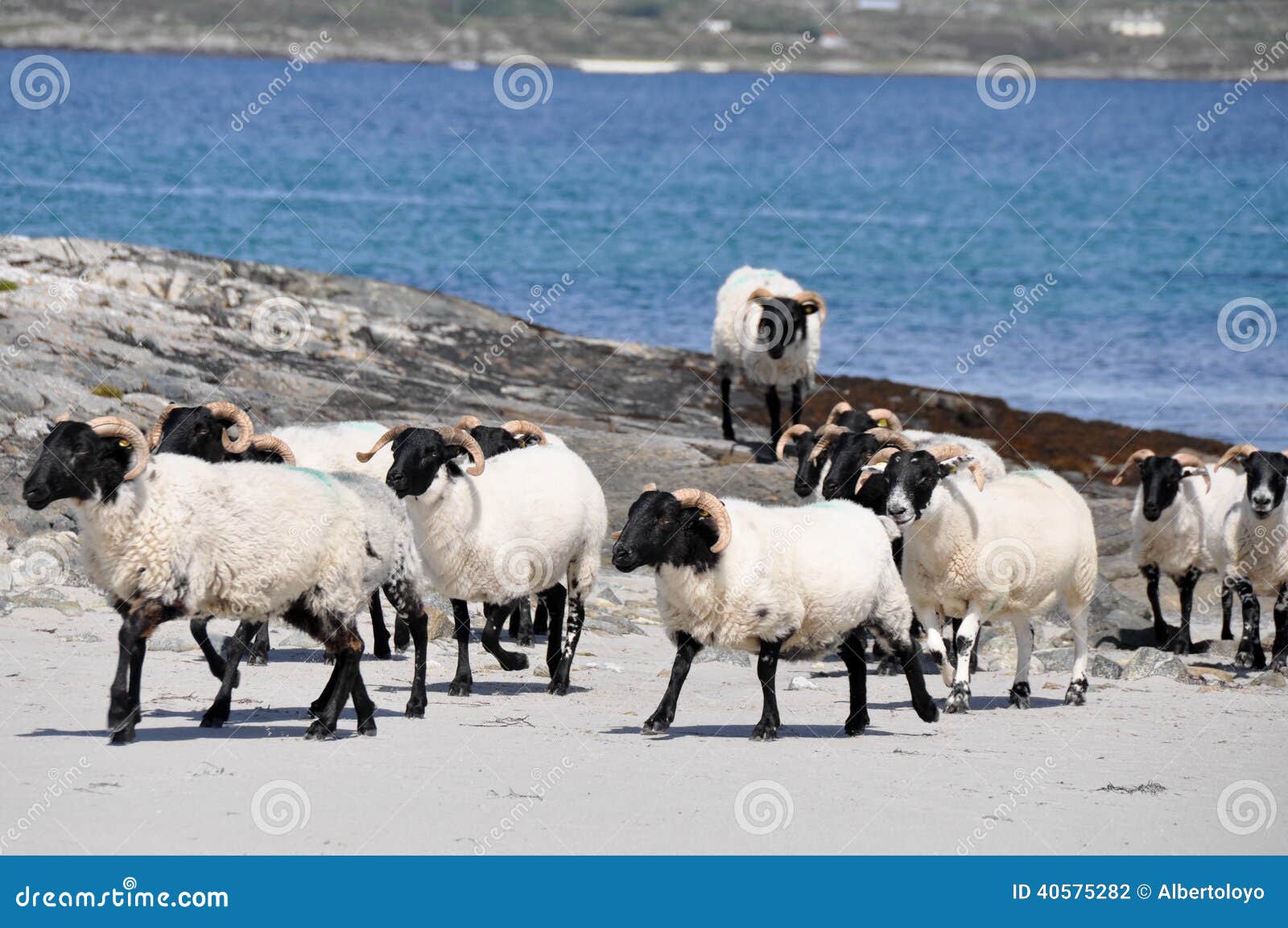 Flock of Sheep Near the Sea (Ireland) Stock Photo - Image of coastline ...