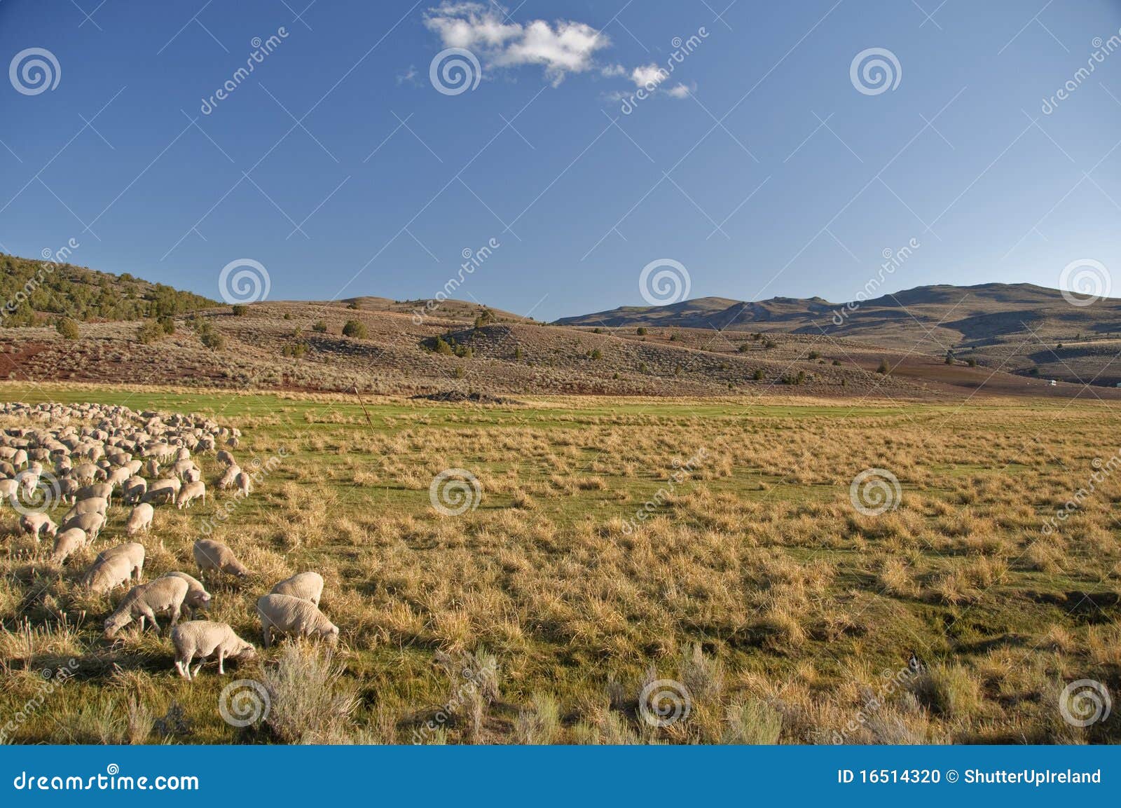 Flock of Sheep in Open Landscape Farm Scenery Stock Photo - Image of ...