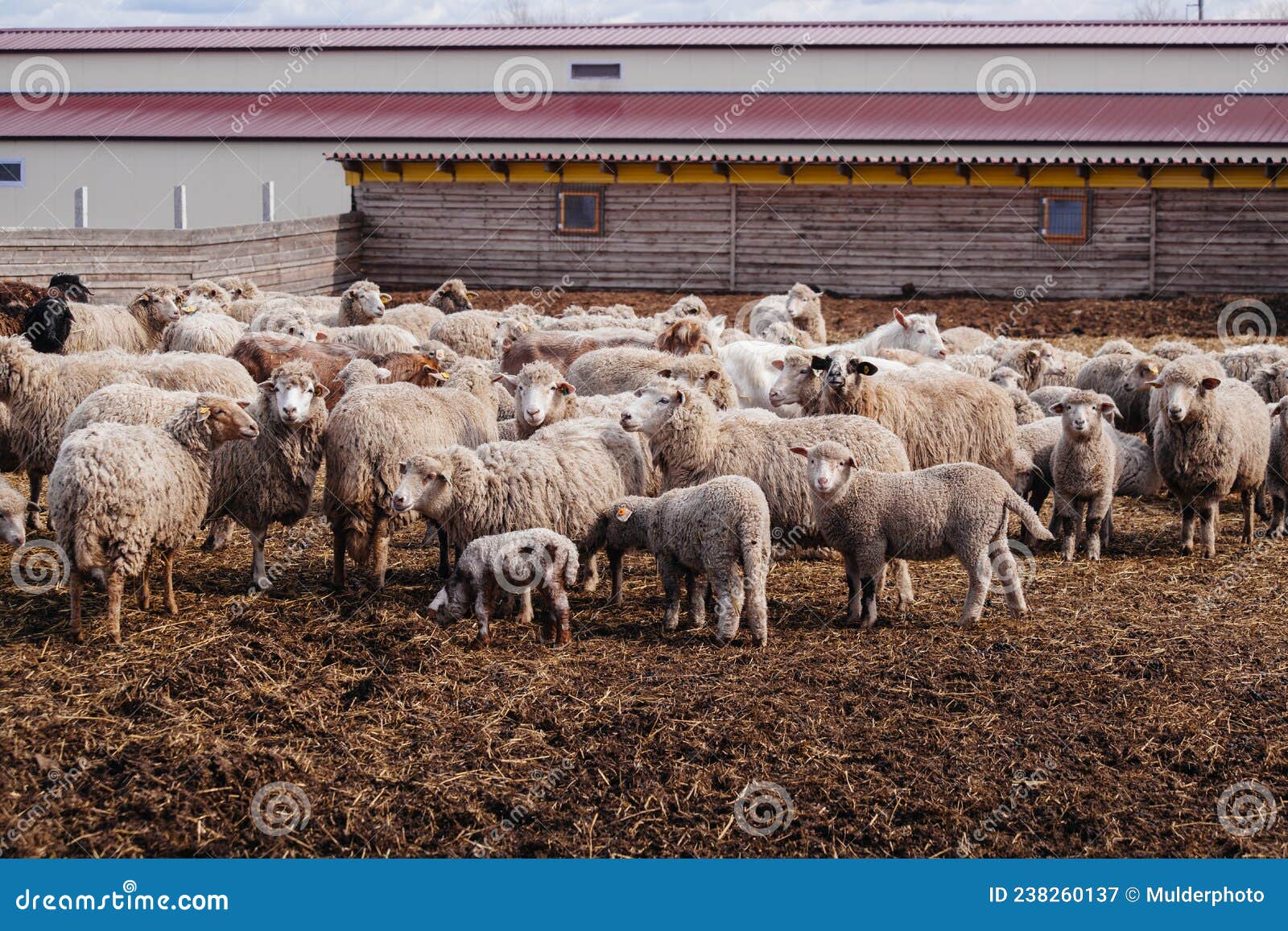 Flock of Sheep in an Open Stall in the Farm Stock Image - Image of ...