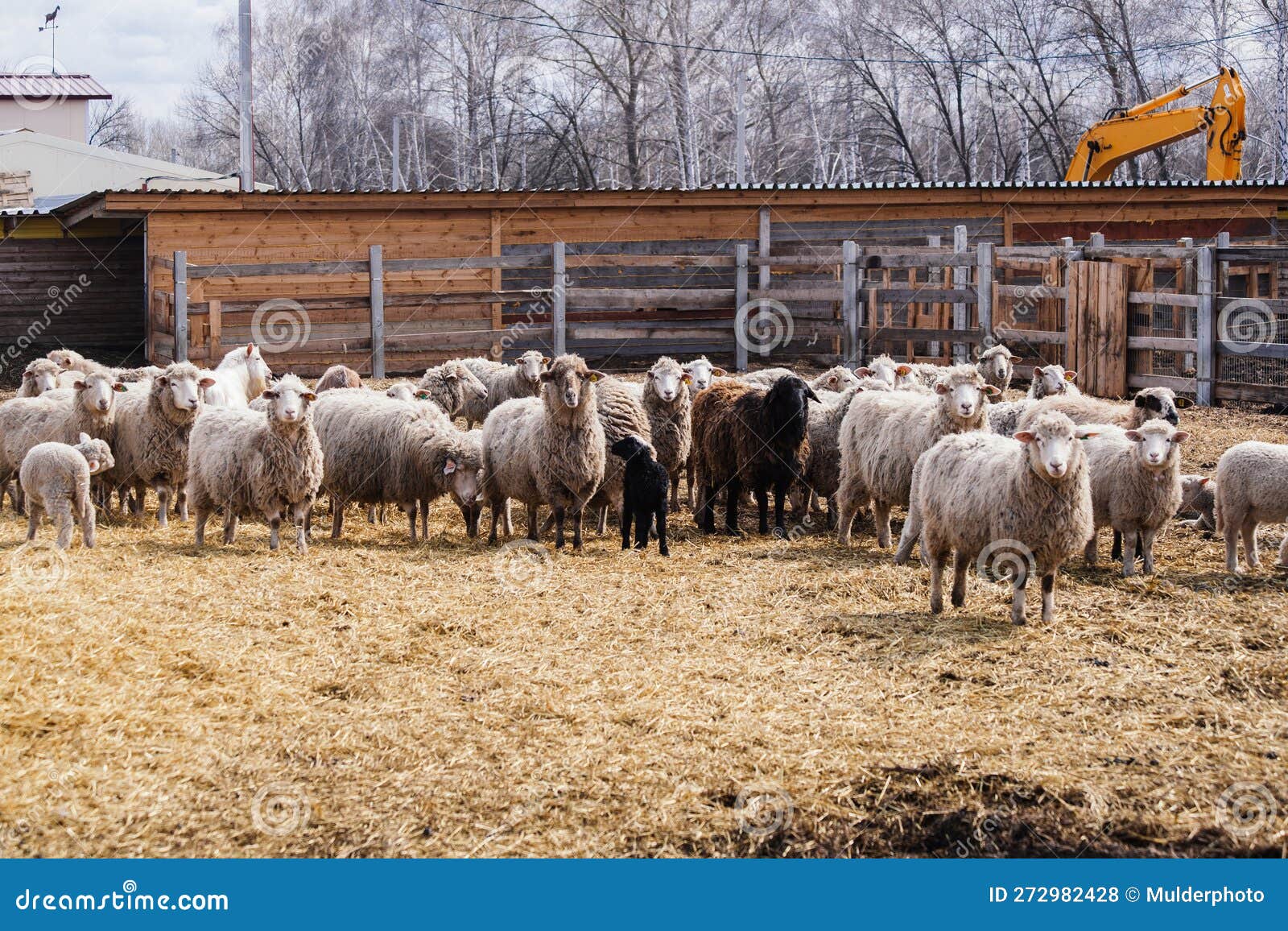 Flock of Sheep in an Open Stall in the Farm Stock Photo - Image of ...