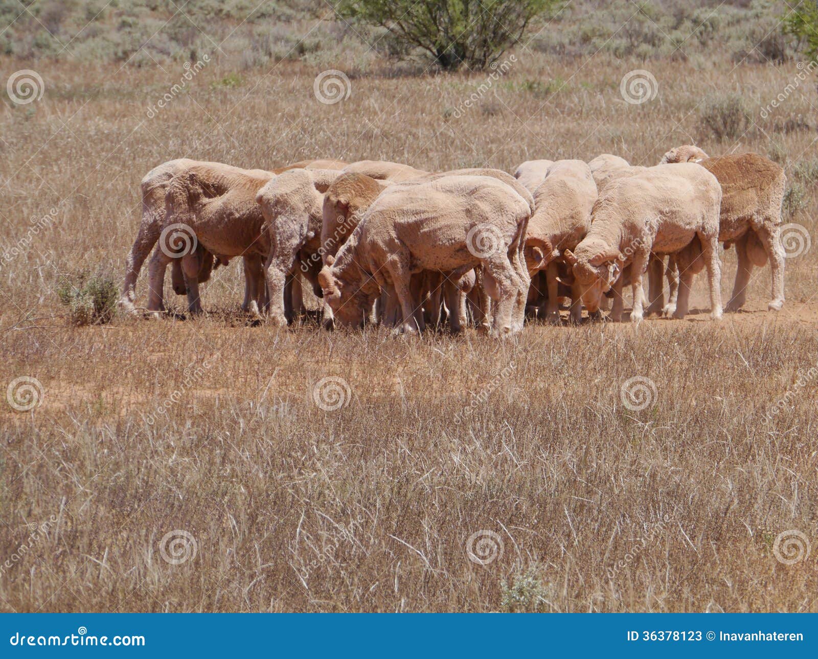 A Flock of Sheep in the Outback Stock Image - Image of countryside ...